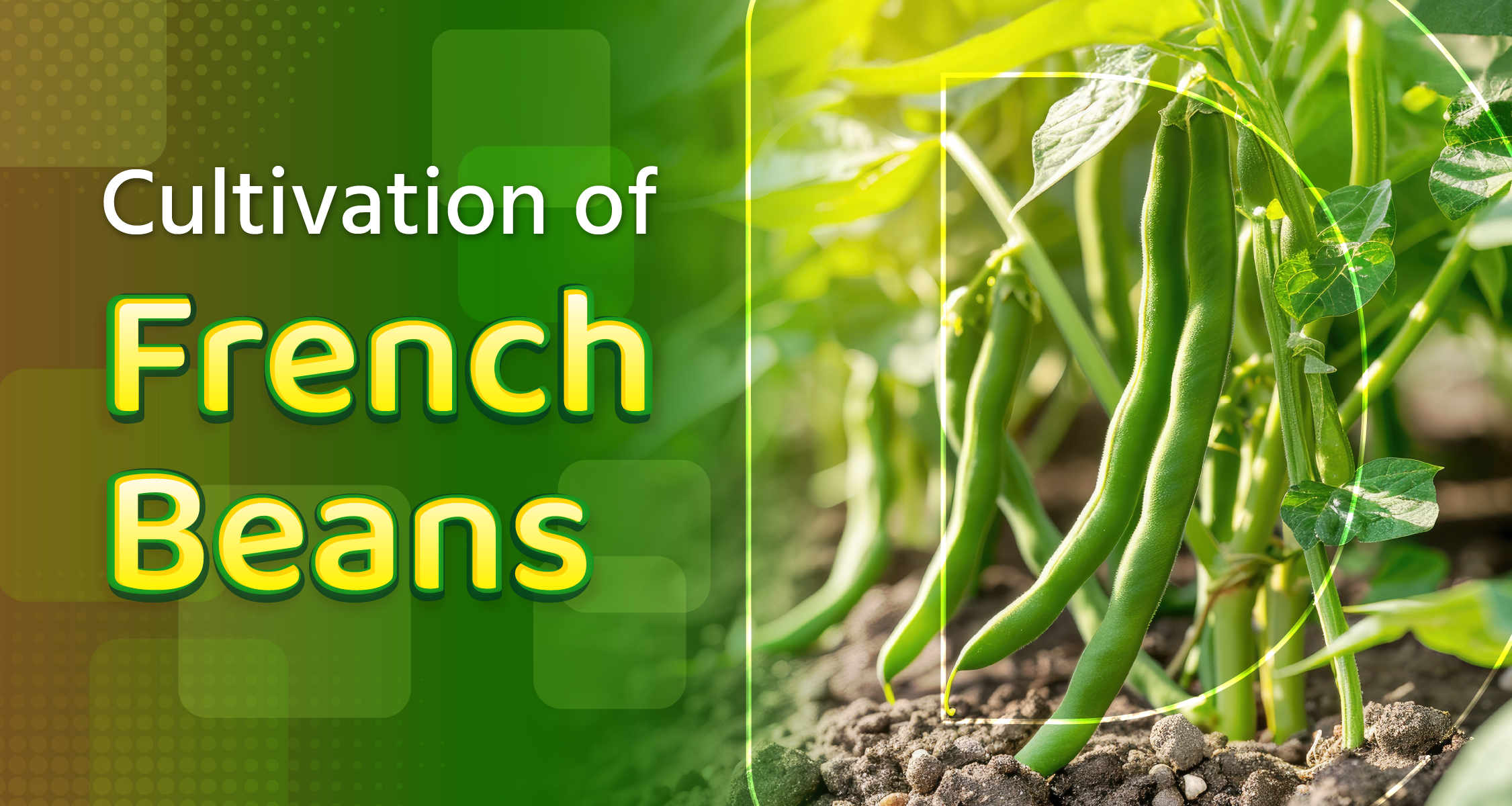 Cultivation of French Beans
