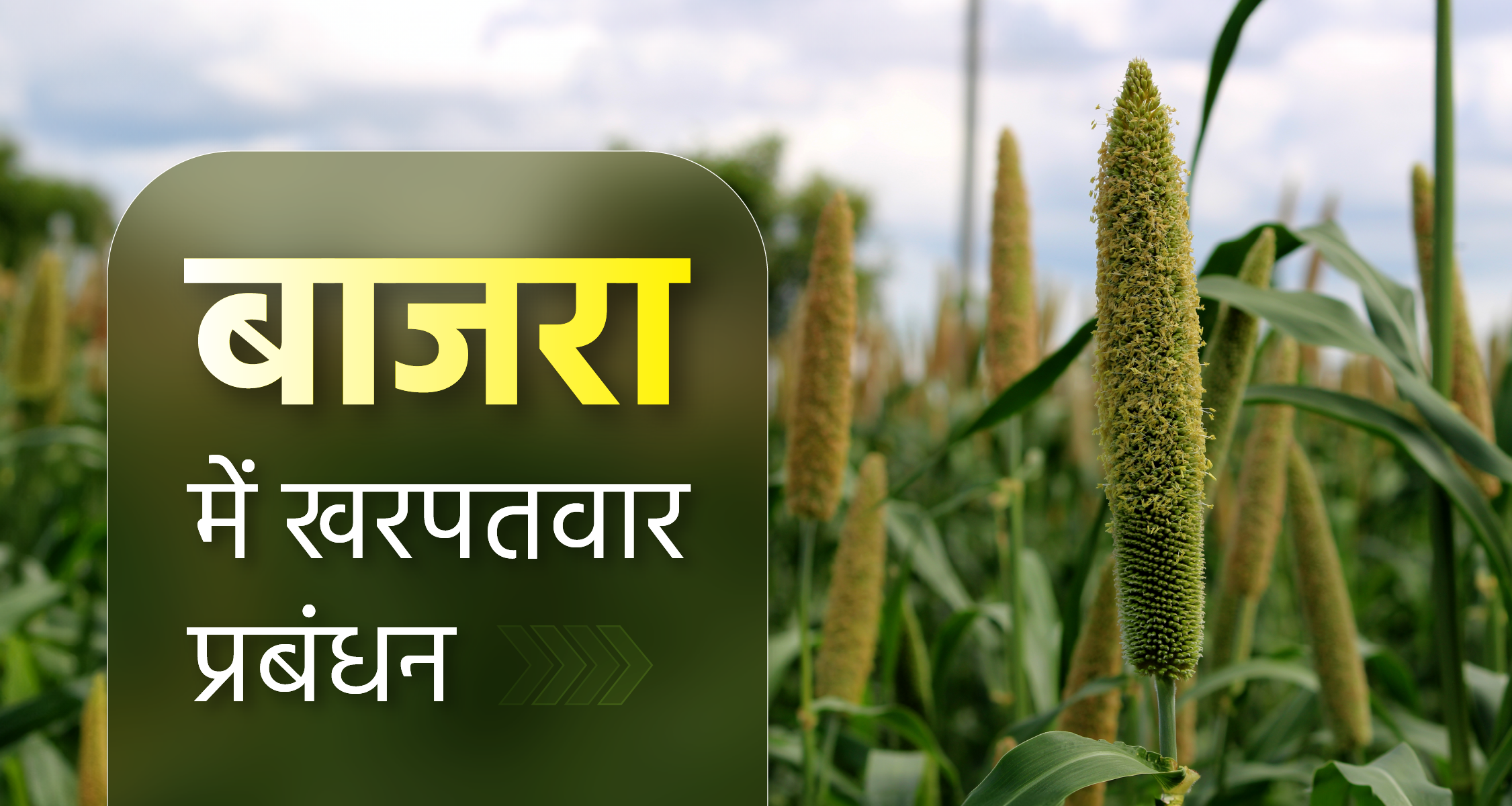 बाजरा की फसल में खरपतवार प्रबंधन (Weed Management in Bajra Crop)