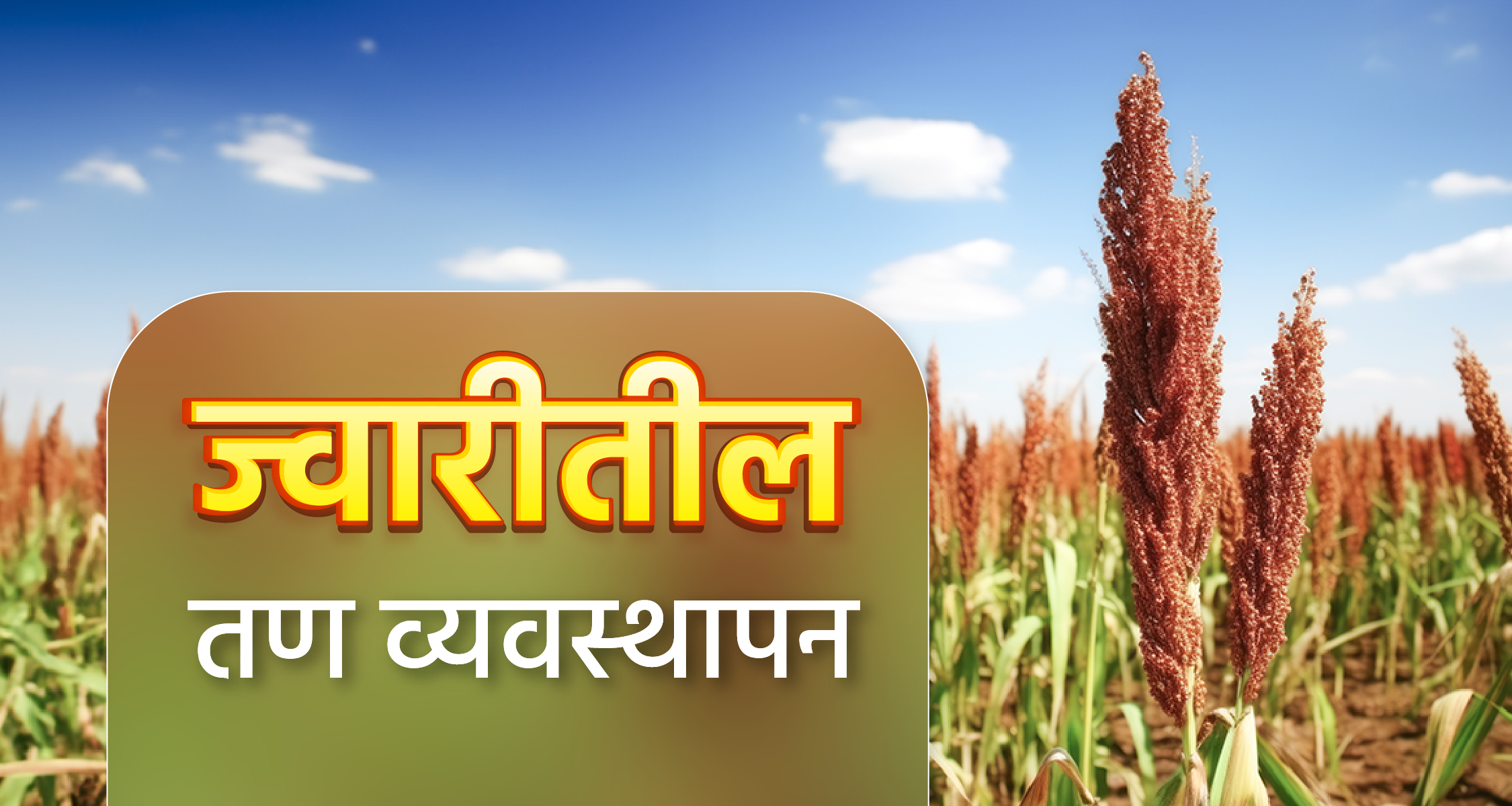 ज्वारीतील तण व्यवस्थापन (Weed Management - Sorghum Crop)