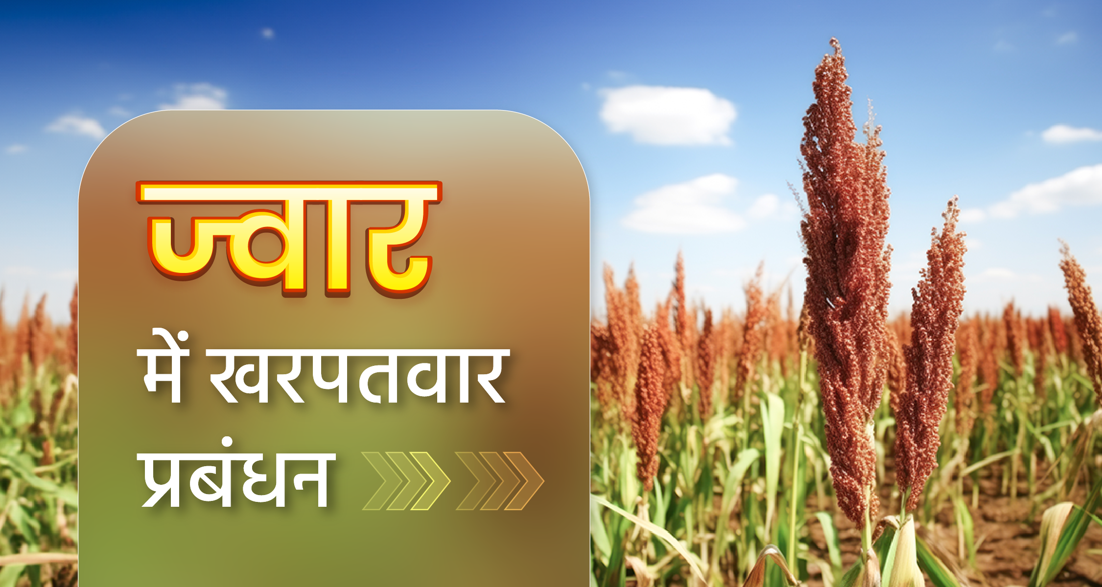 ज्वार की फसल में खरपतवार प्रबंधन (Weed Management in Jowar Crop)