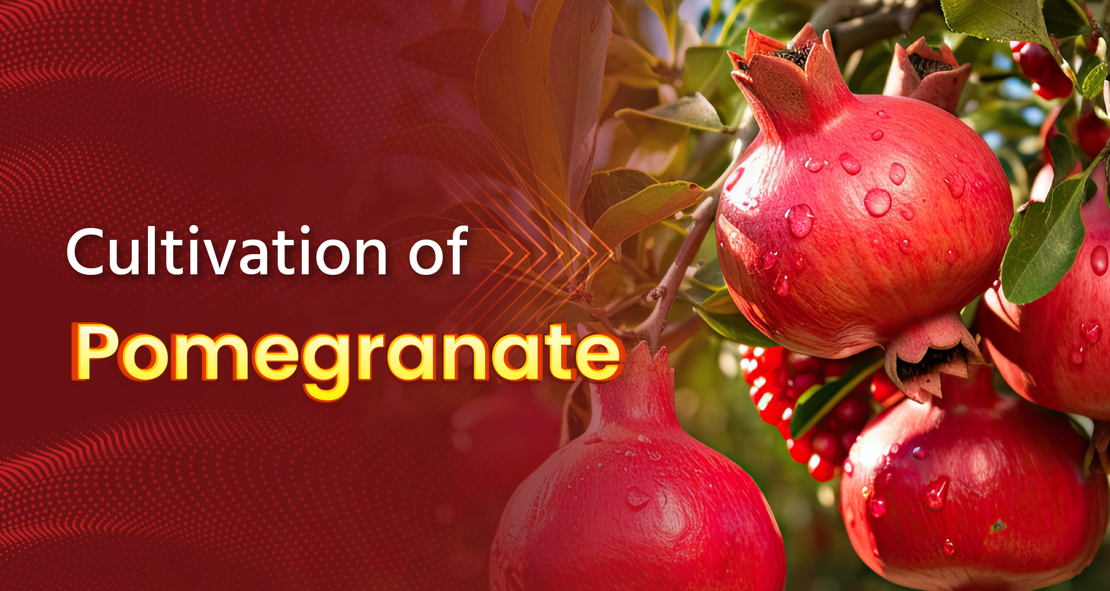 Symptoms and Control Methods of Bacterial Blight in Pomegranate Fruits