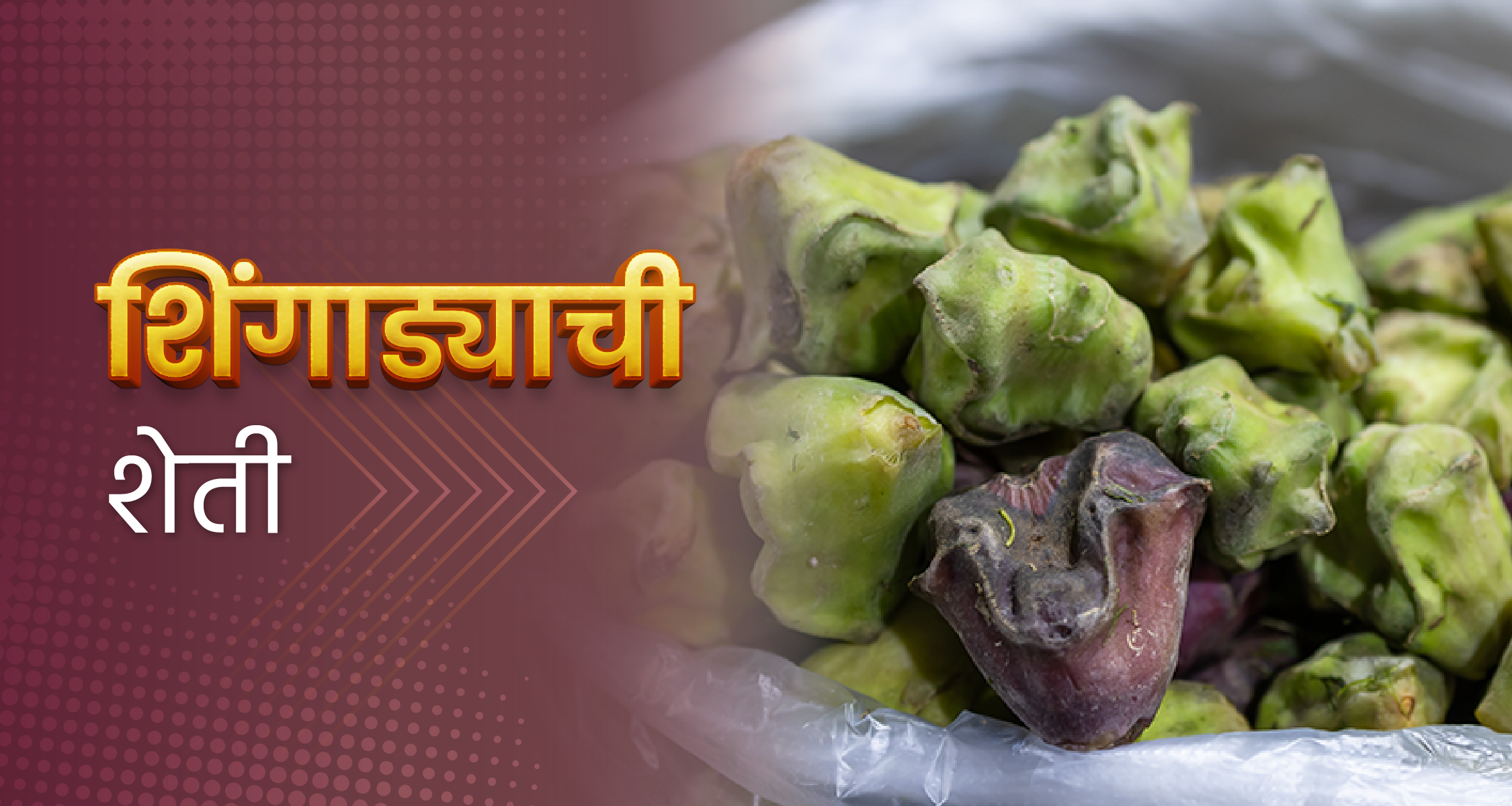 शिंगाड्याची शेती (Shingada Production)