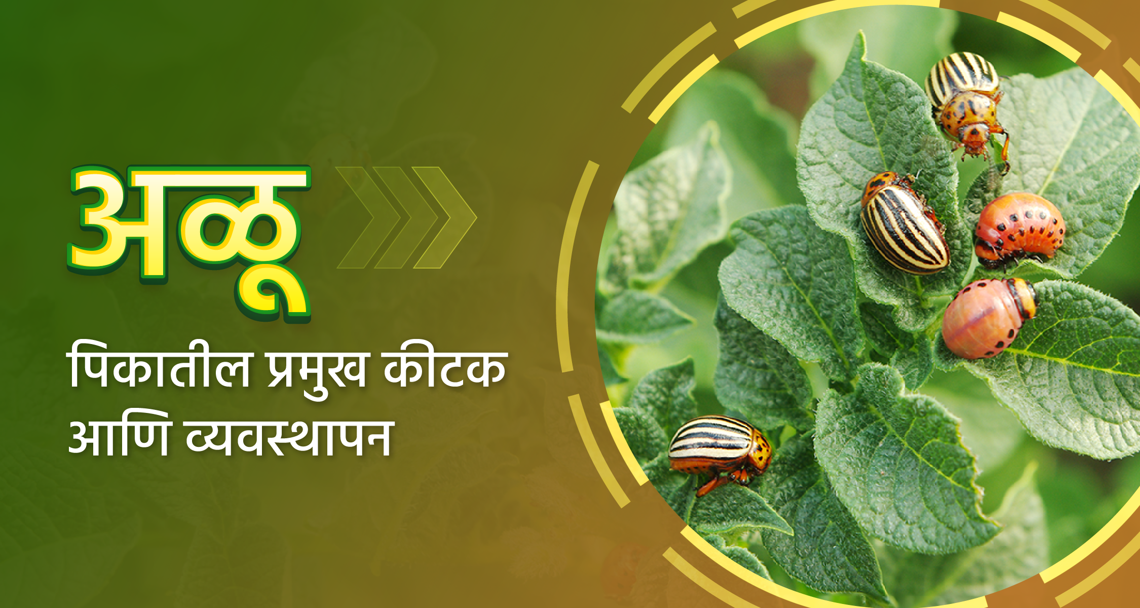 अळू पिकातील प्रमुख कीटक आणि व्यवस्थापन (Aloo - Major pests and their ...