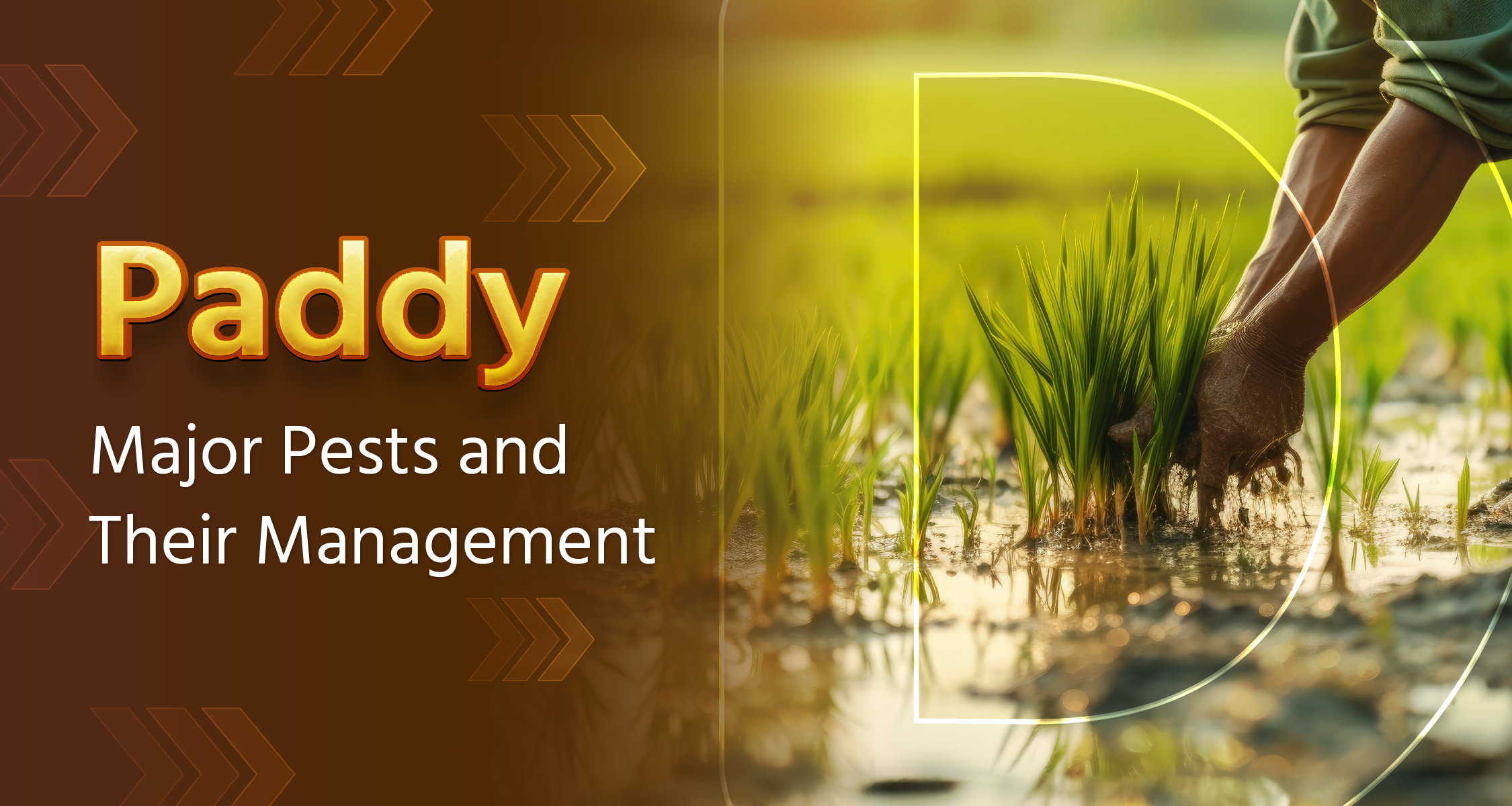 Paddy: Major Pests and Their Management
