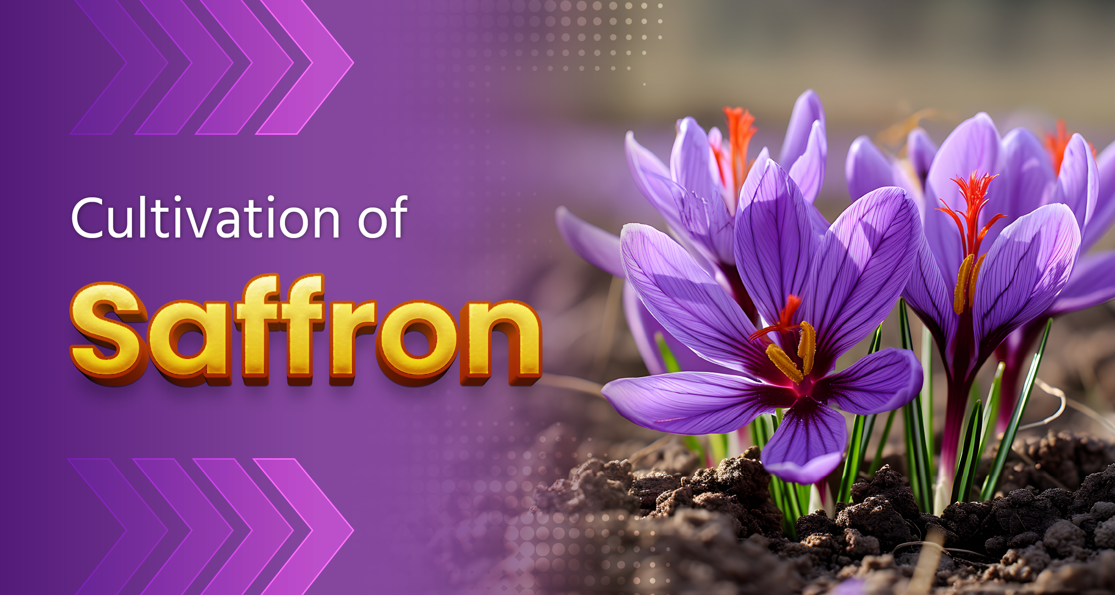 Saffron Cultivation