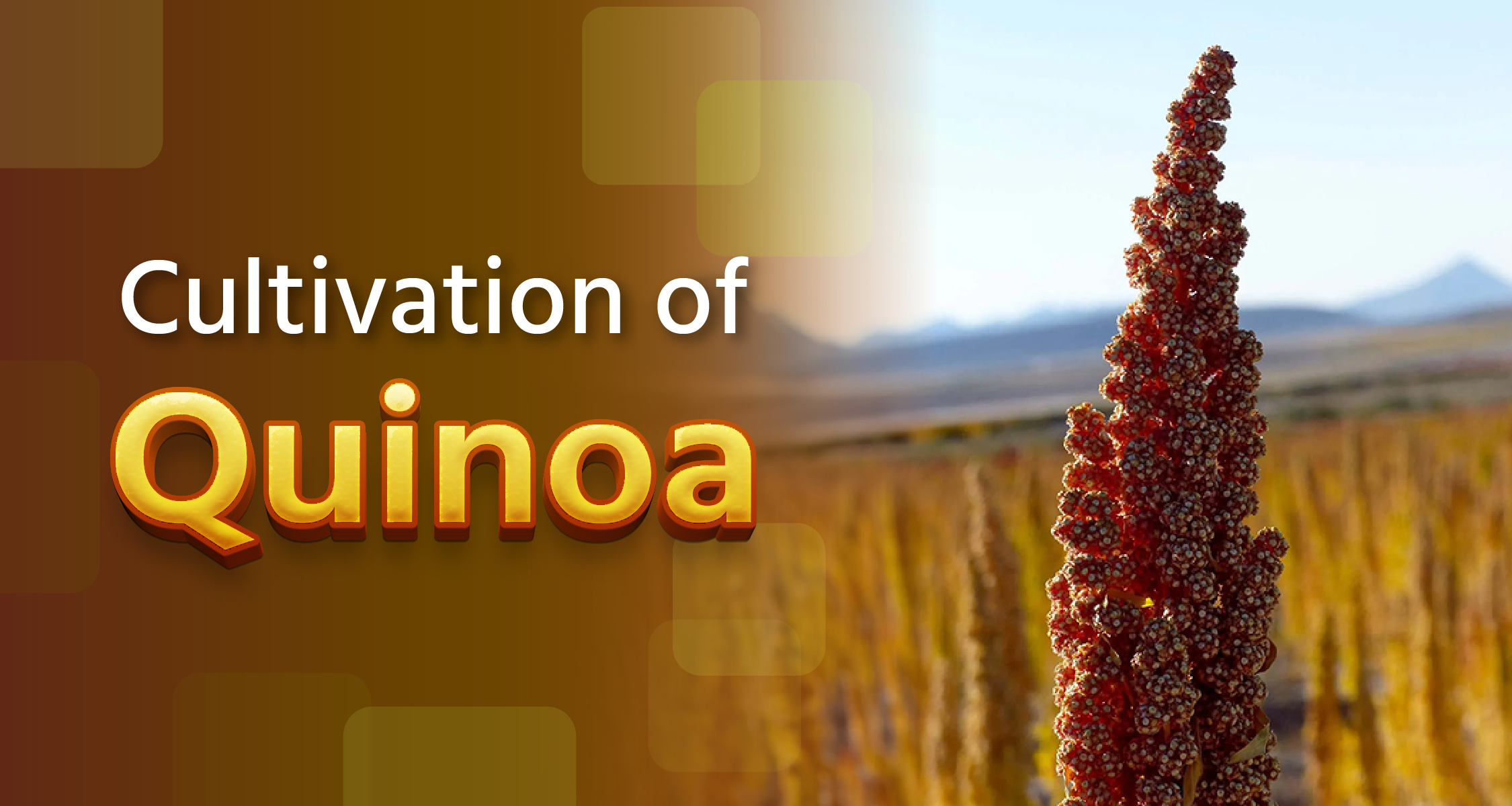 Cultivation of Quinoa