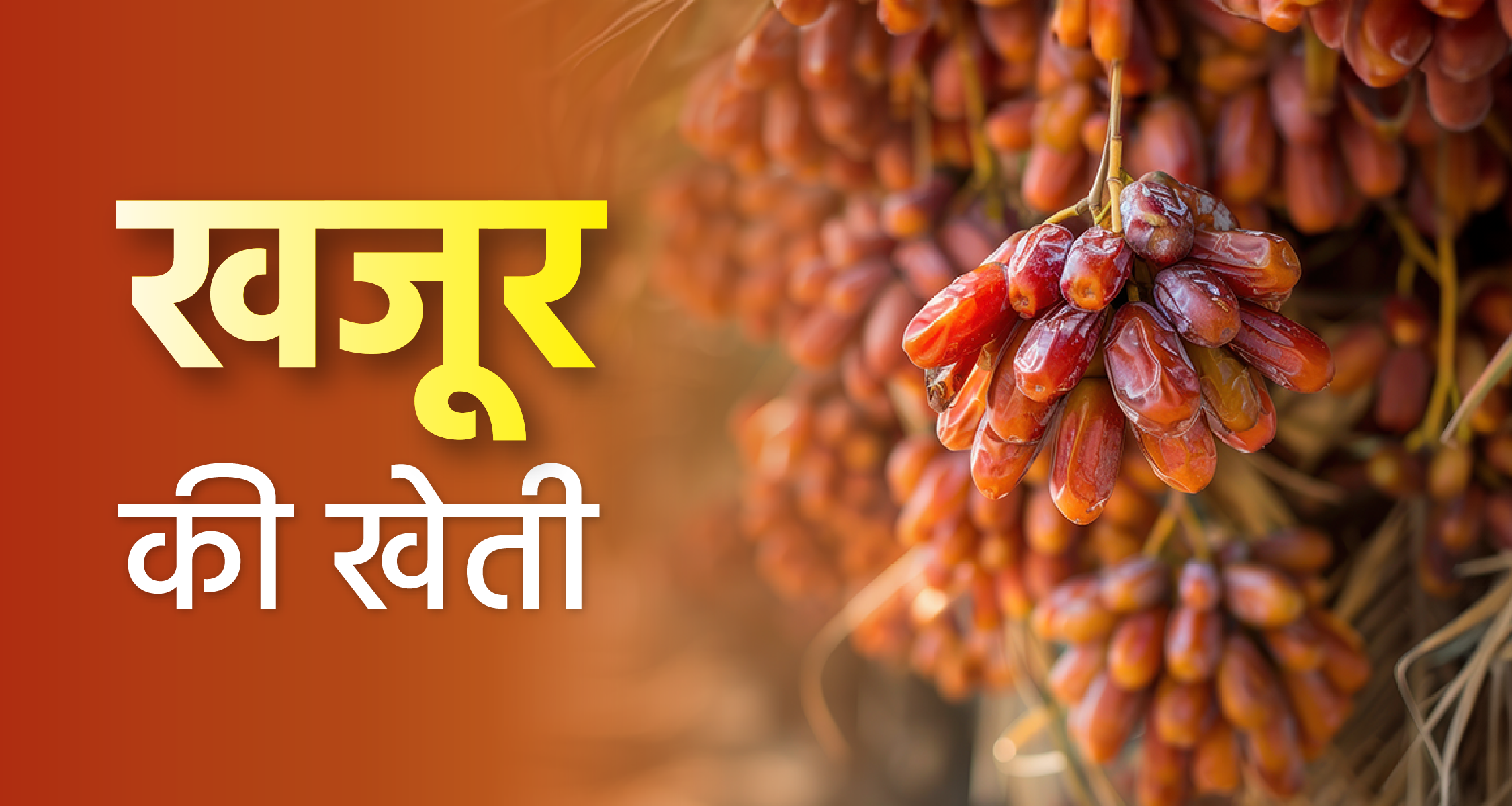 खजूर की खेती (Date Palm Cultivation)