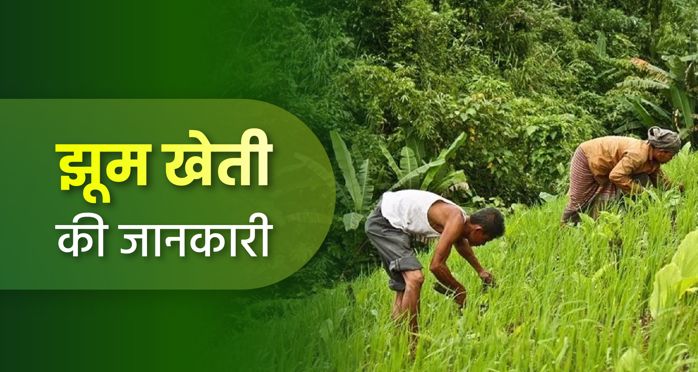 झूम खेती की जानकारी (Information about Jhum farming)
