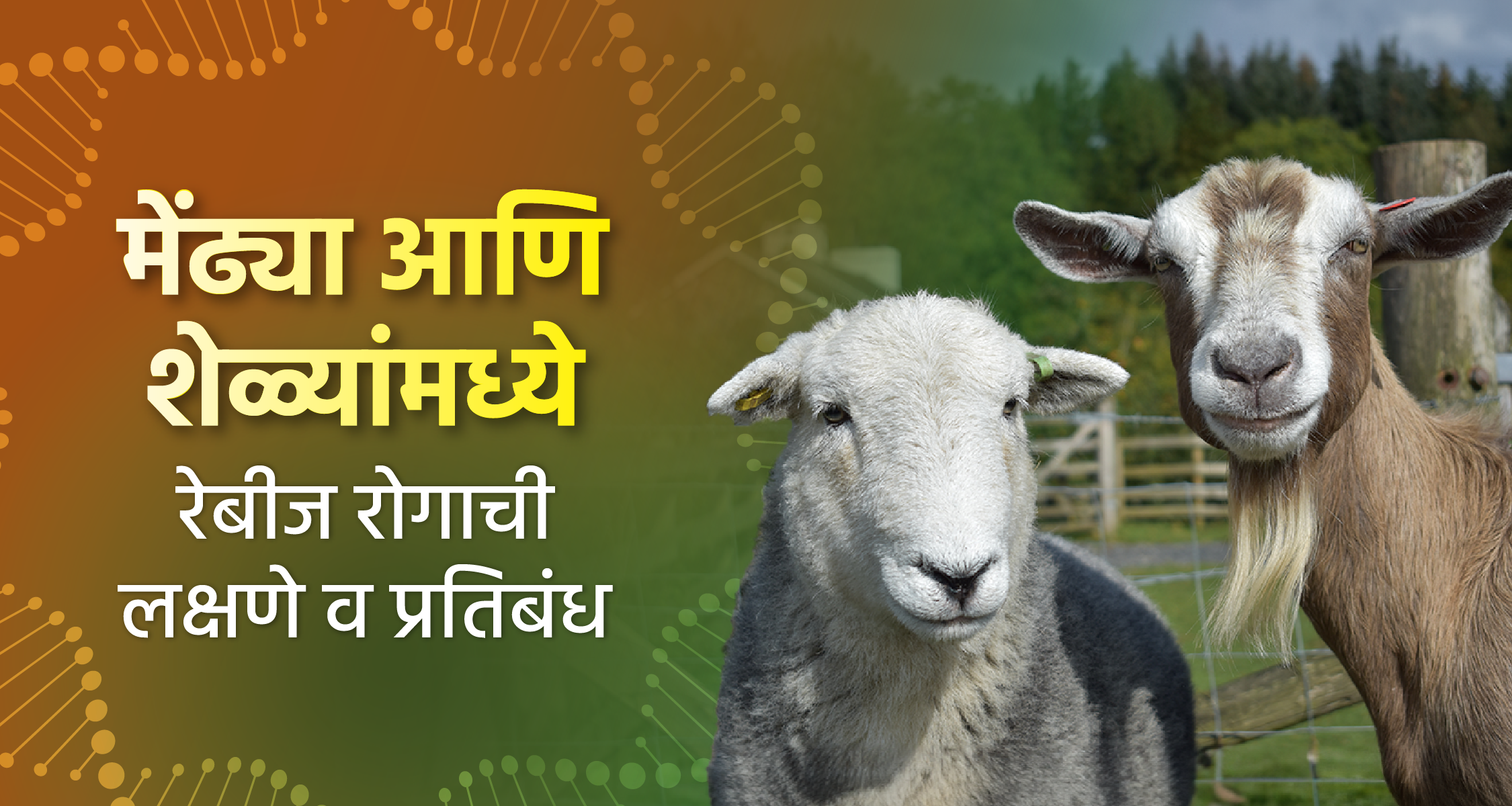 मेंढ्या आणि शेळ्यांमध्ये रेबीज रोगाची लक्षणे व प्रतिबंध (Symptoms and ...
