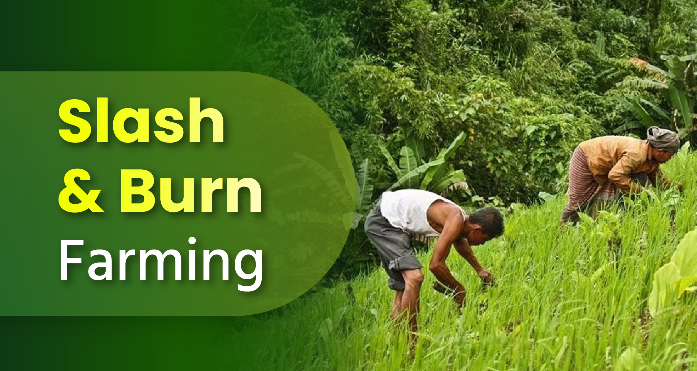 Slash & Burn Farming (Jhum Farming)