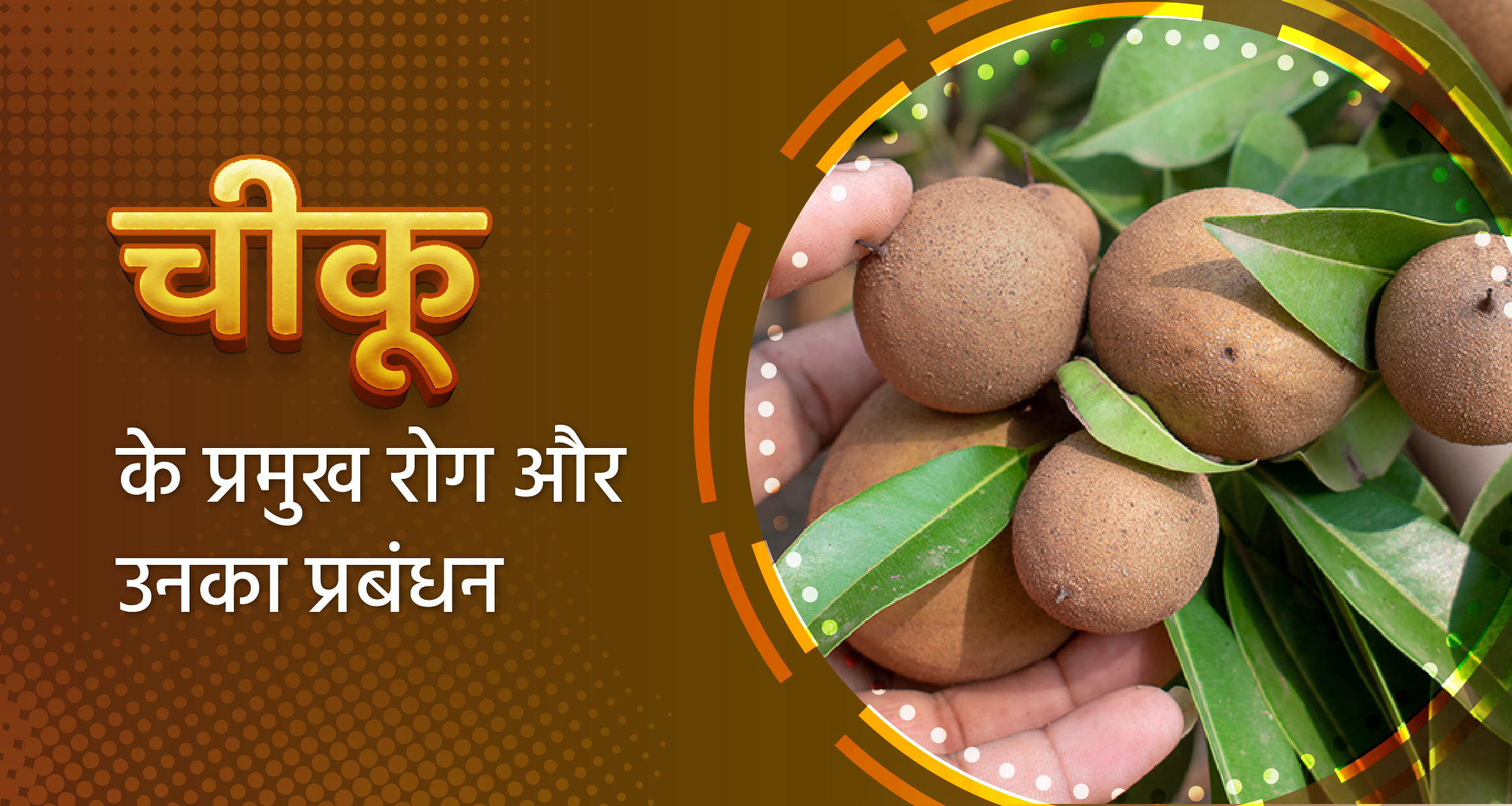 चीकू: प्रमुख रोग, लक्षण, बचाव एवं नियंत्रण | Chiku Fruit: Major Disease ...