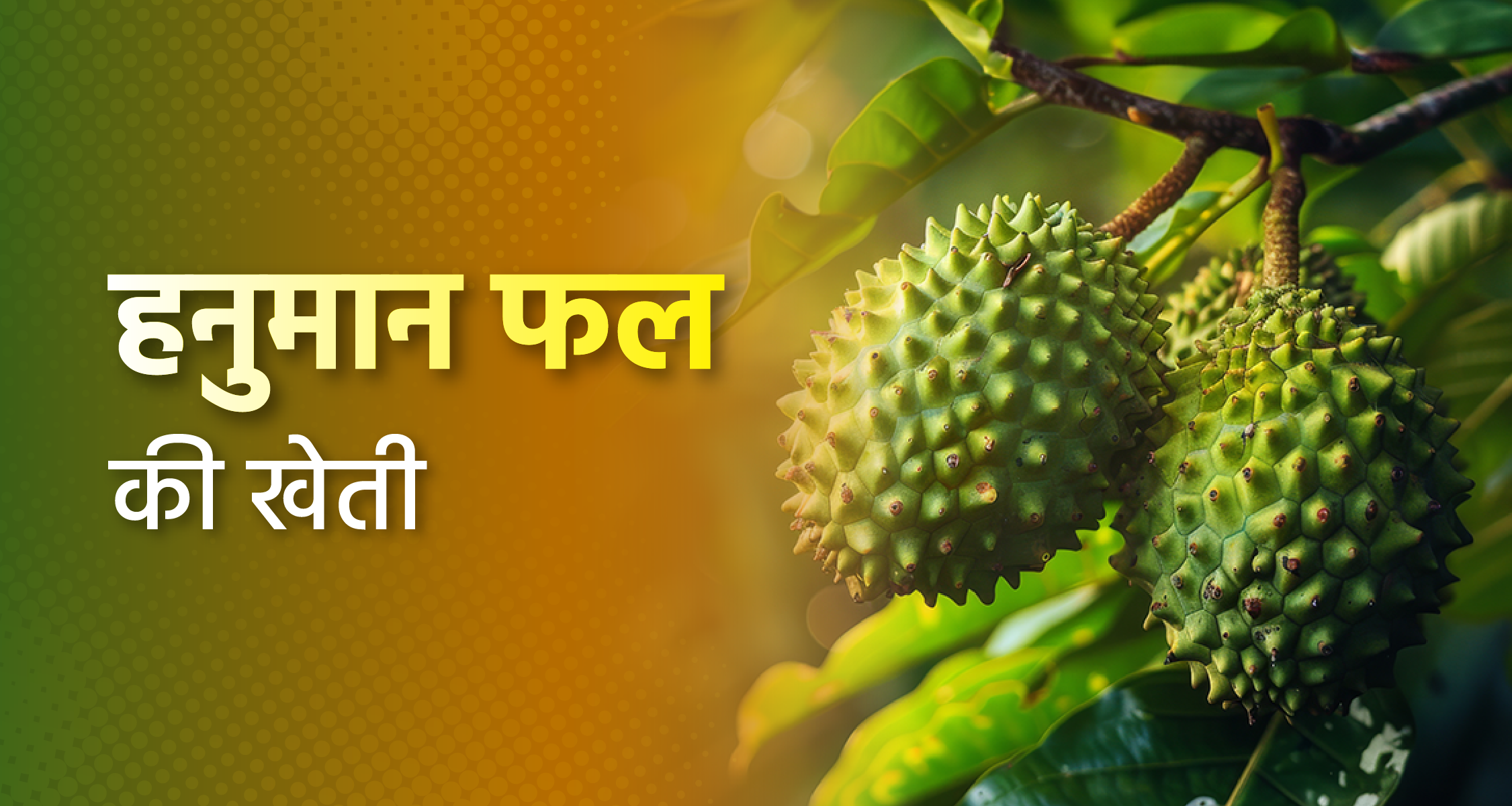 हनुमान फल की खेती | Soursop Fruit Cultivation