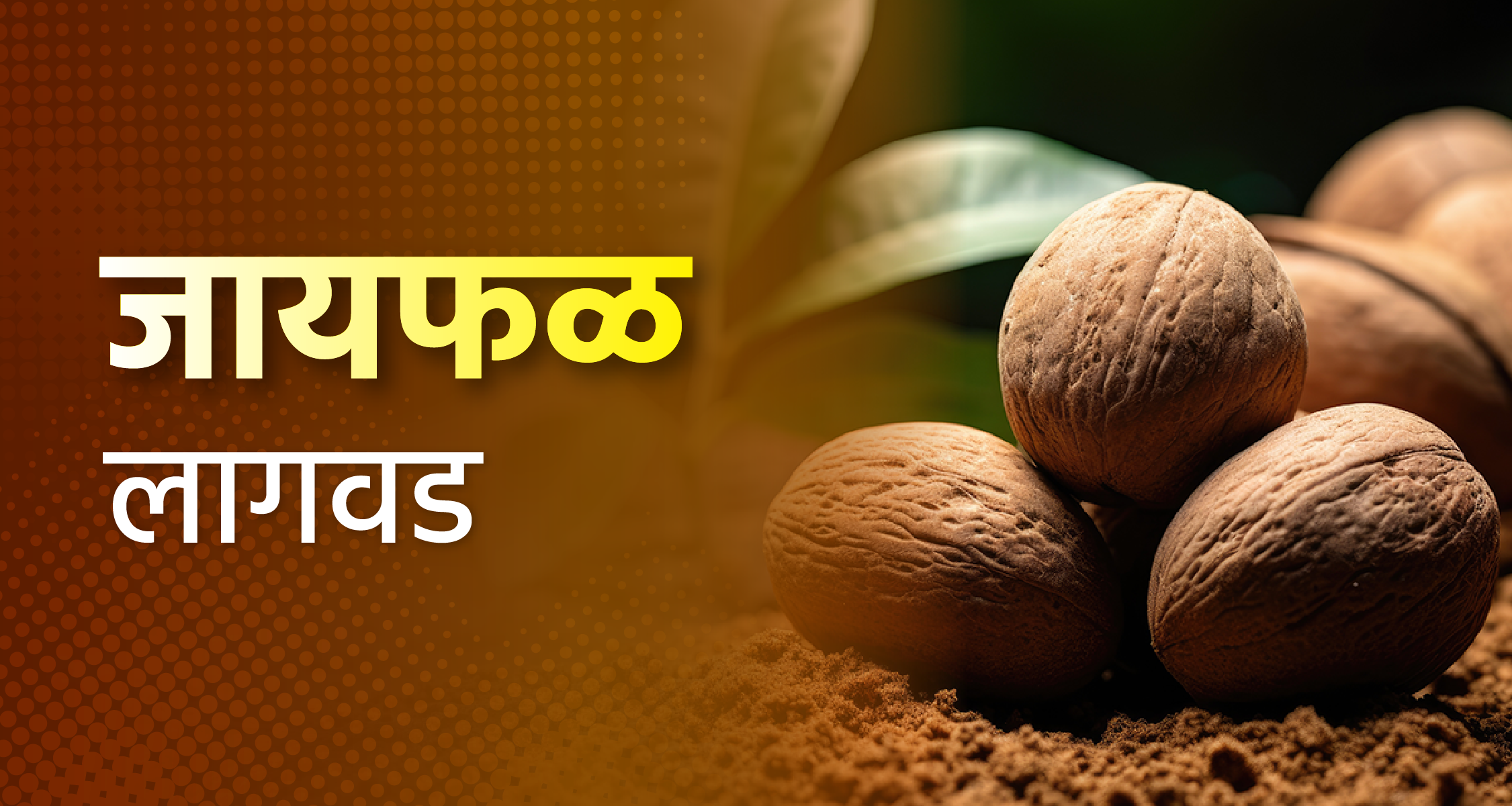 जायफळ लागवड (Nutmeg Cultivation)