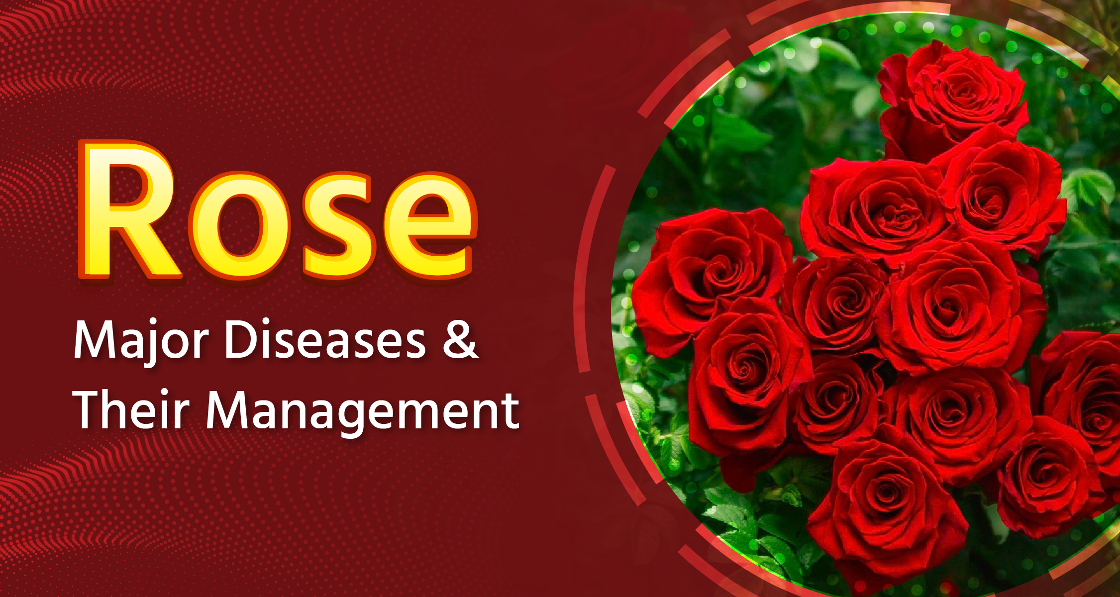 Major Diseases of Rose and Their Control Measures