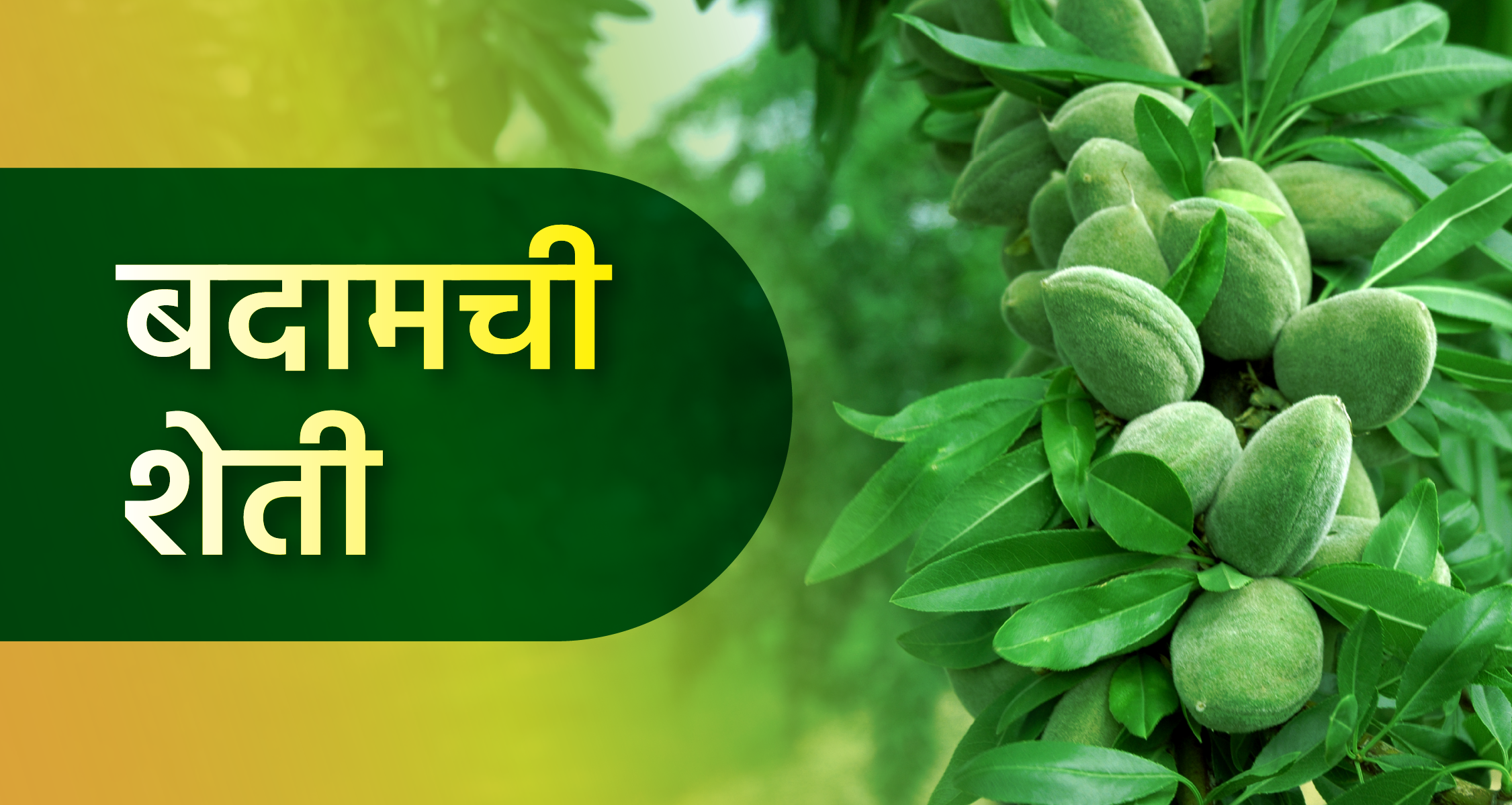 बदामाची शेती (Almond Farming)