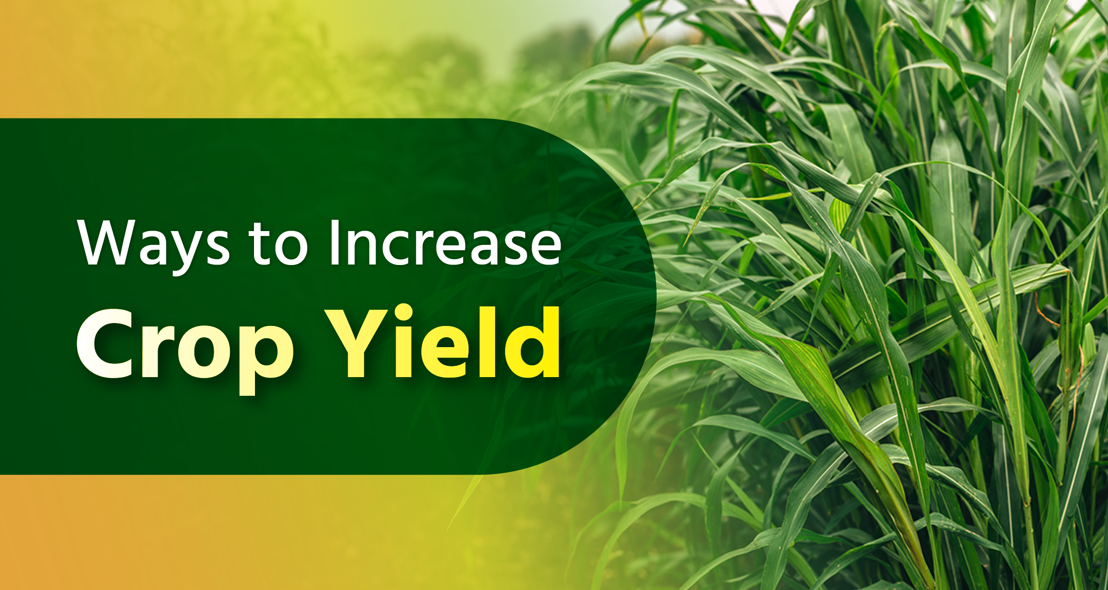 Ways to Increase Crop Yield