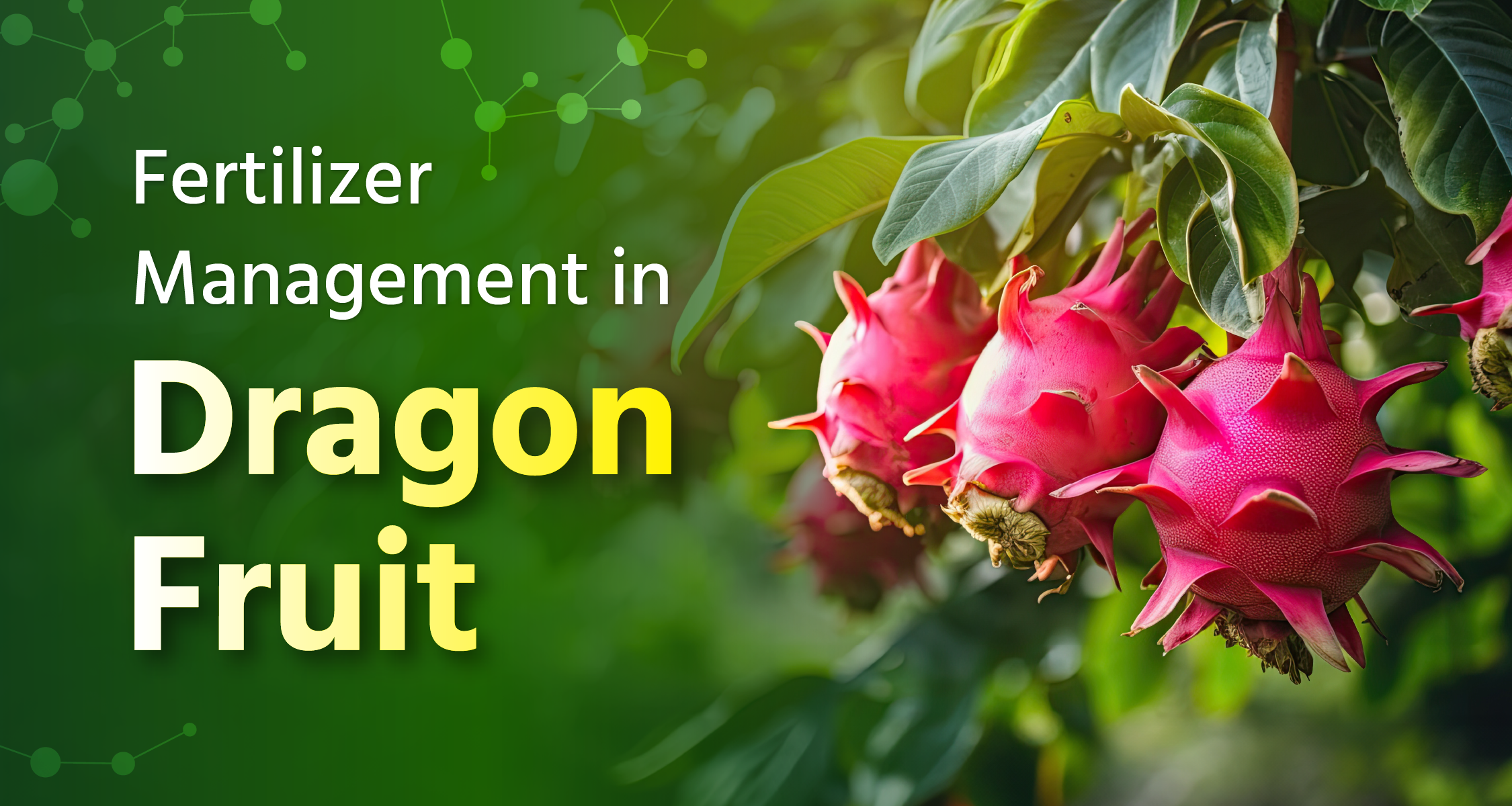 Fertilizer Management in Dragon Fruit