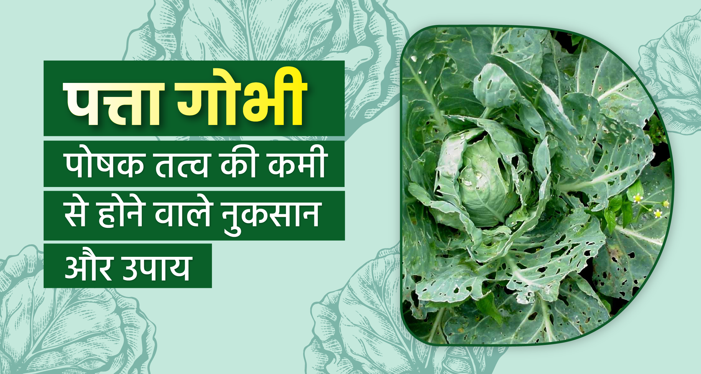 पत्ता गोभी में पोषक तत्वों की कमी के लक्षण एवं समाधान (Symptoms and ...