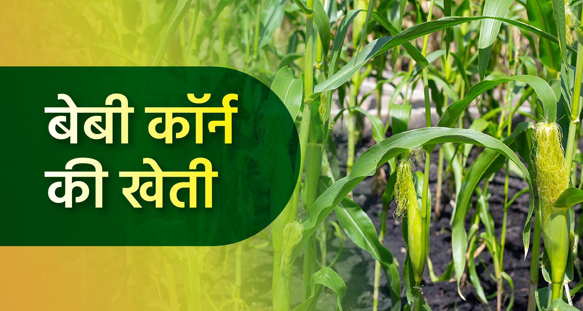 बेबी कॉर्न की खेती (Baby Corn Farming)