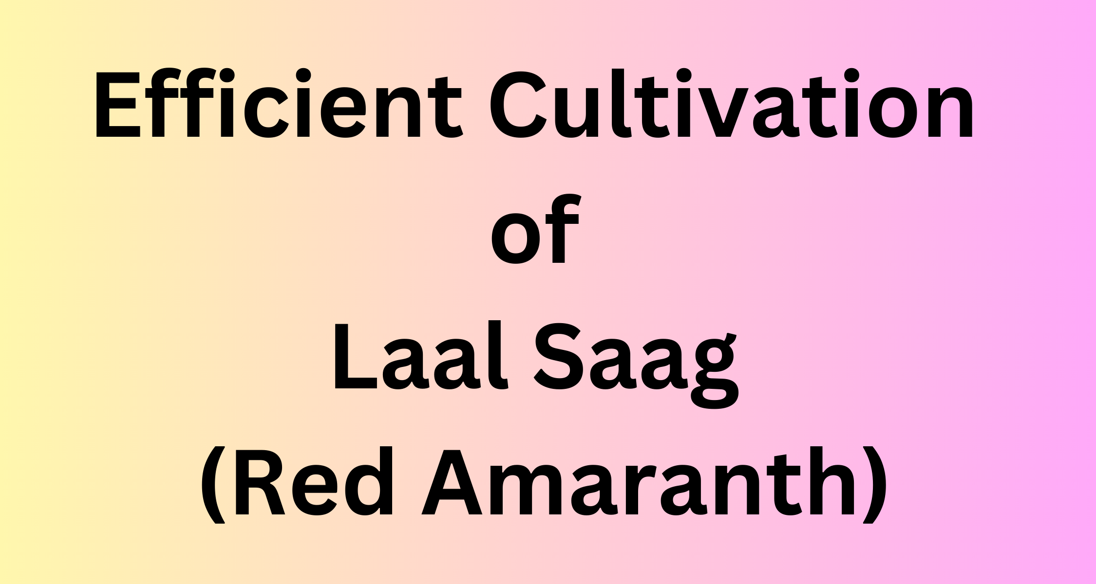 Efficient Cultivation of Laal Saag (Red Amaranth)