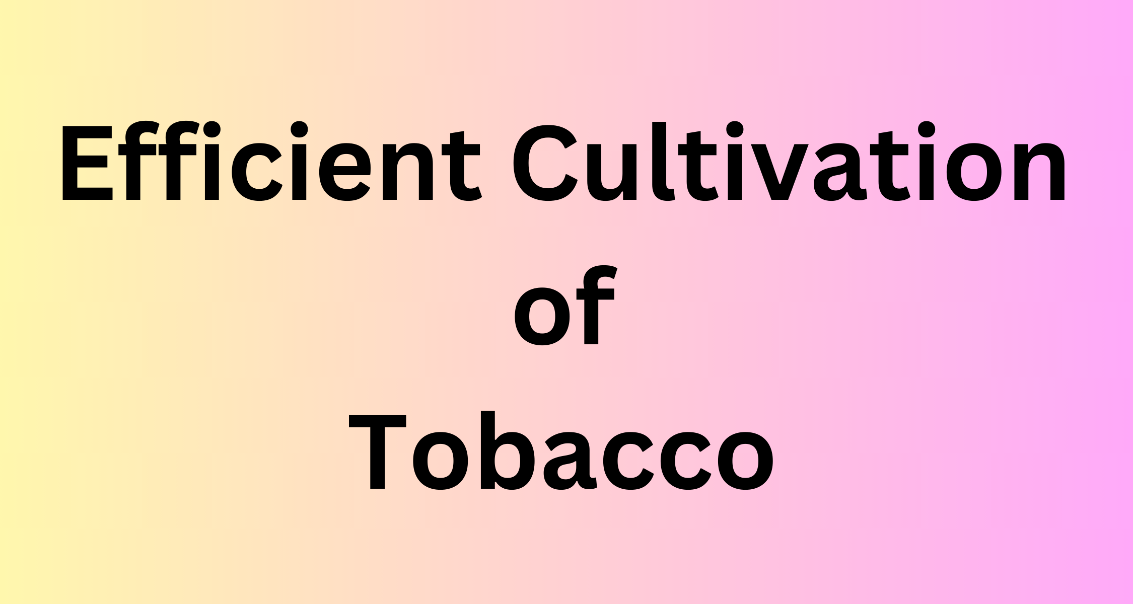 Efficient Cultivation Of Tobacco