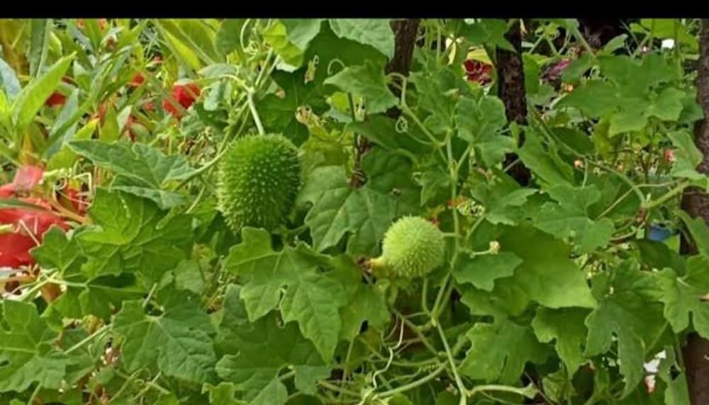 कंटोला के प्रमुख कीट और उनका प्रबंधन (Spiny gourd major insects and ...
