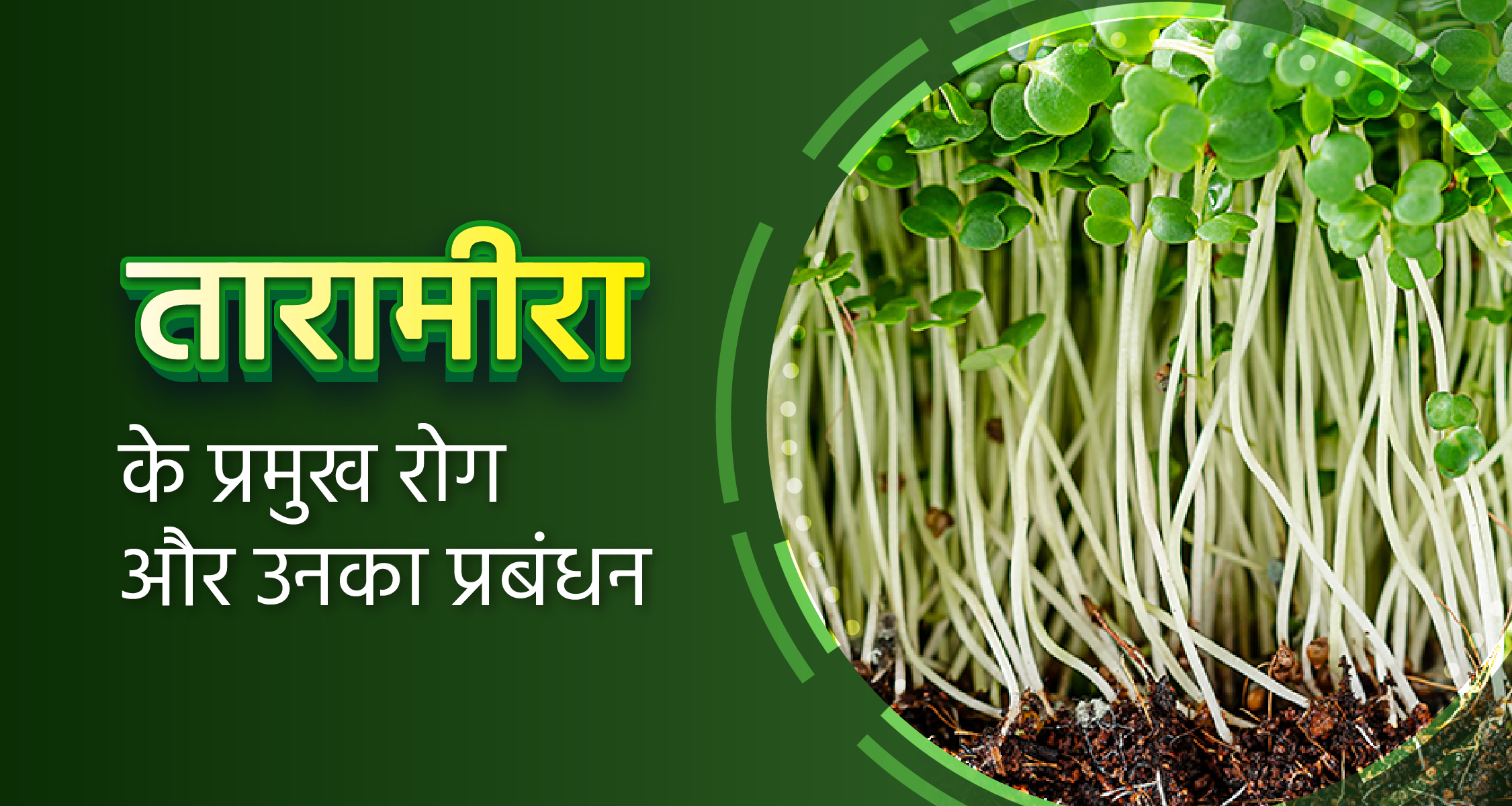 तारामीरा के प्रमुख रोग और उनका प्रबंधन (Major Diseases of Taramira and ...