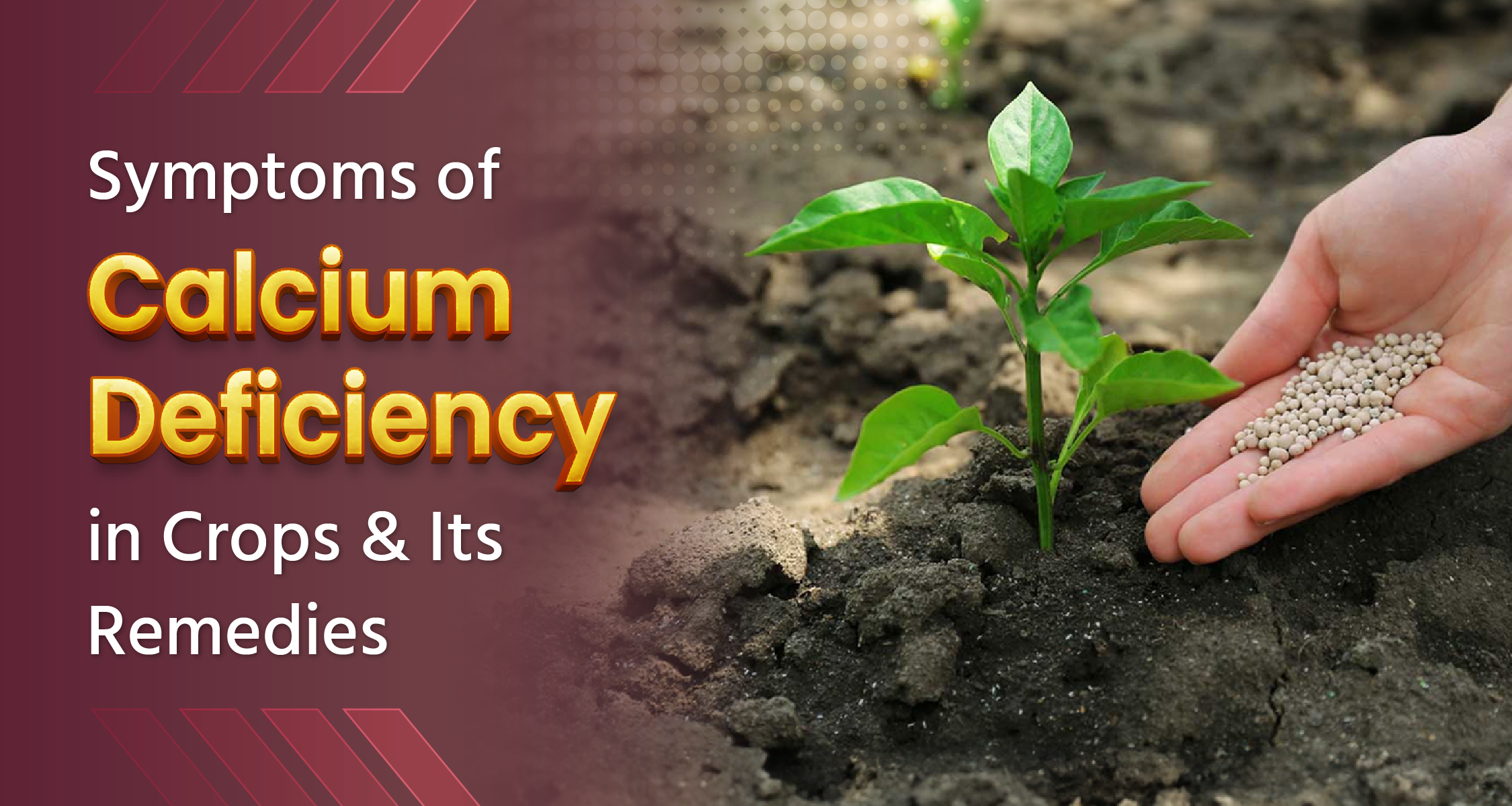 Reasons and Symptoms of Calcium Deficiency in Crops and Solutions