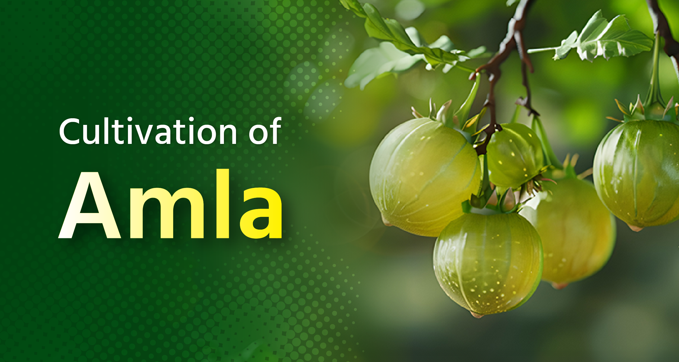 Cultivation of Amla