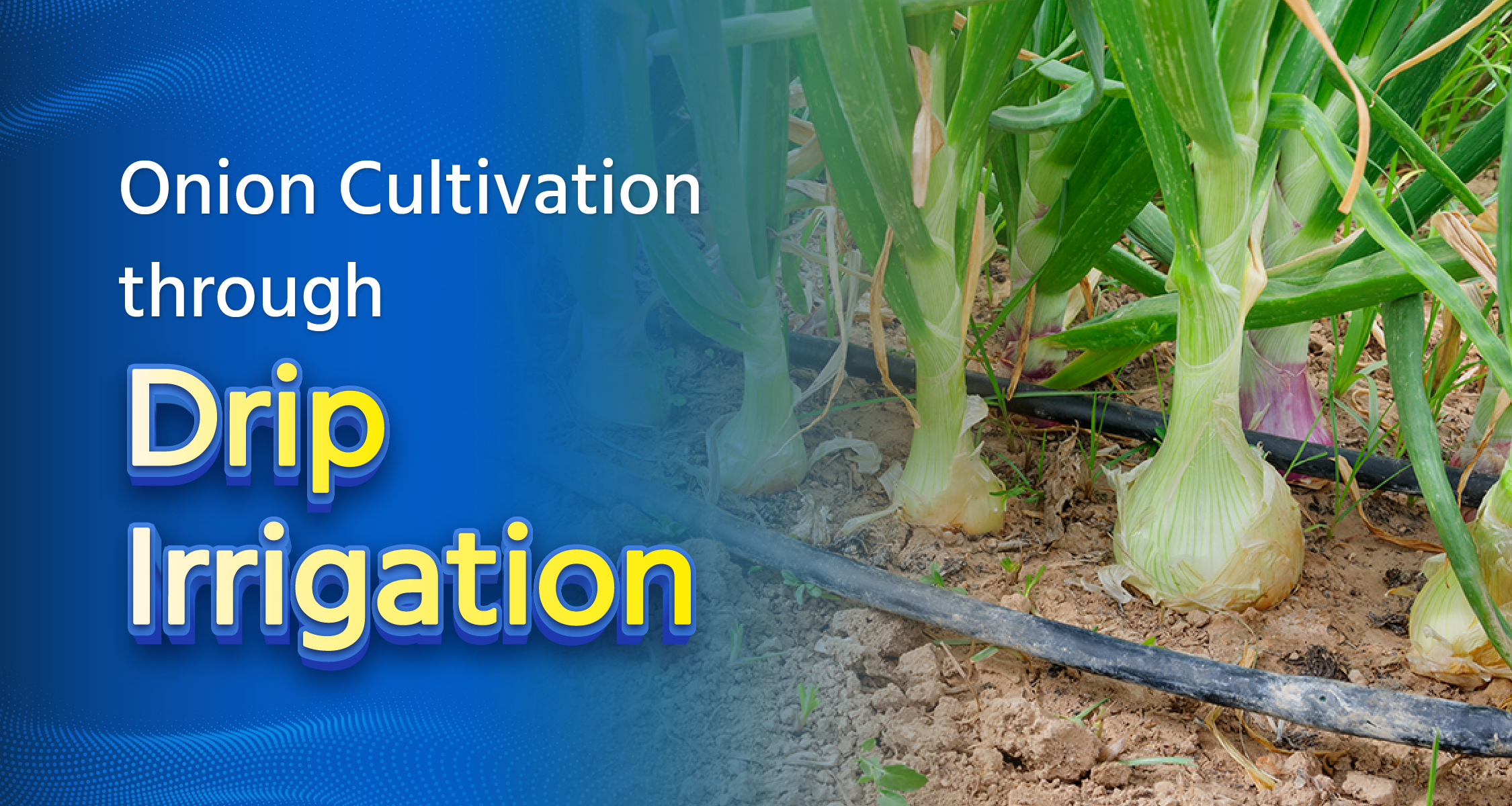 Onion Cultivation through Drip Irrigation