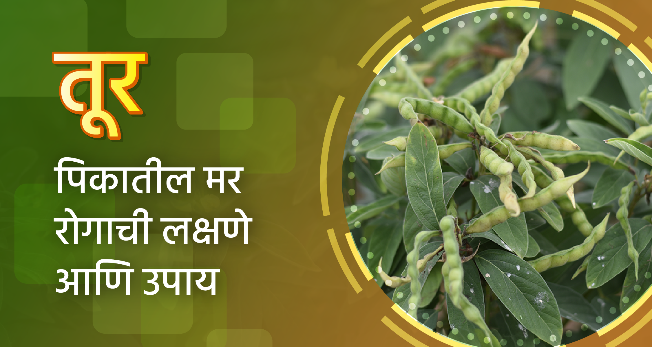 तूर पिकातील मर रोग : लक्षणे आणि उपाय (Management of Wilt diseases in ...