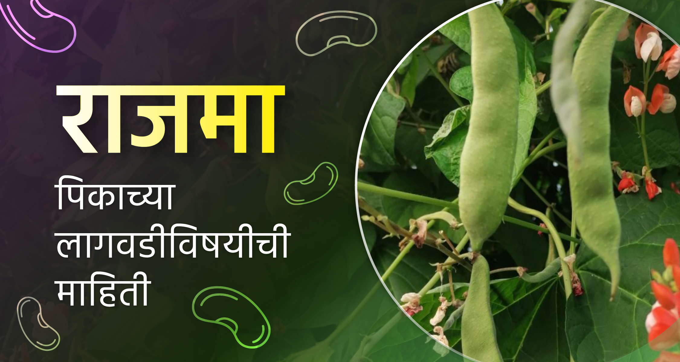 राजमा पिकाच्या लागवडीविषयीची माहिती (Information about cultivation of ...