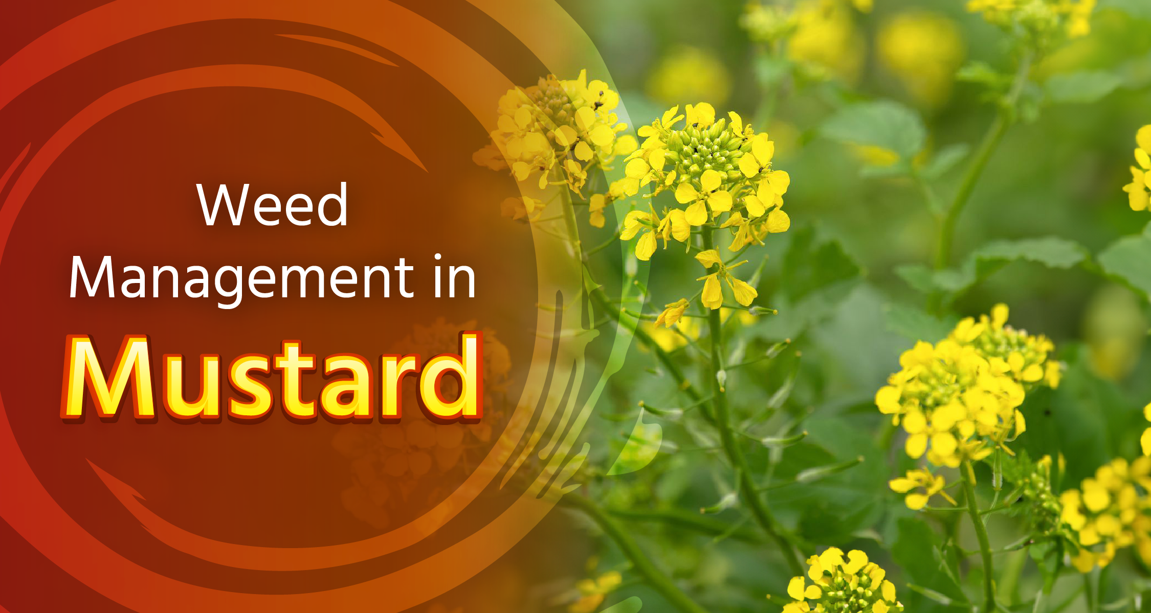 Weed Management in Mustard Crop