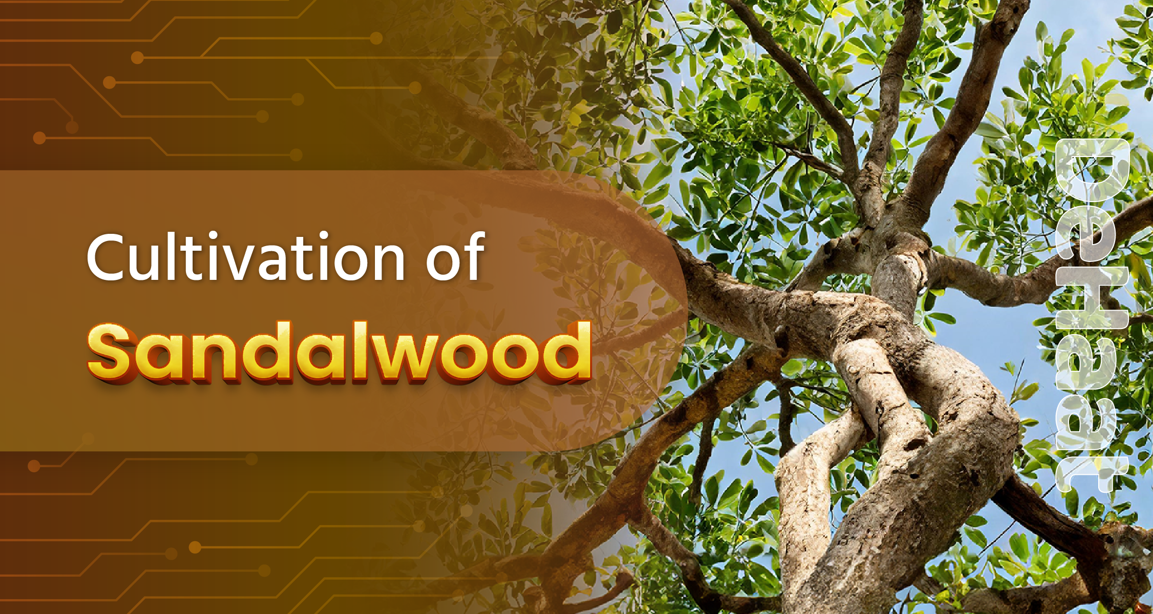 Cultivation of Sandalwood