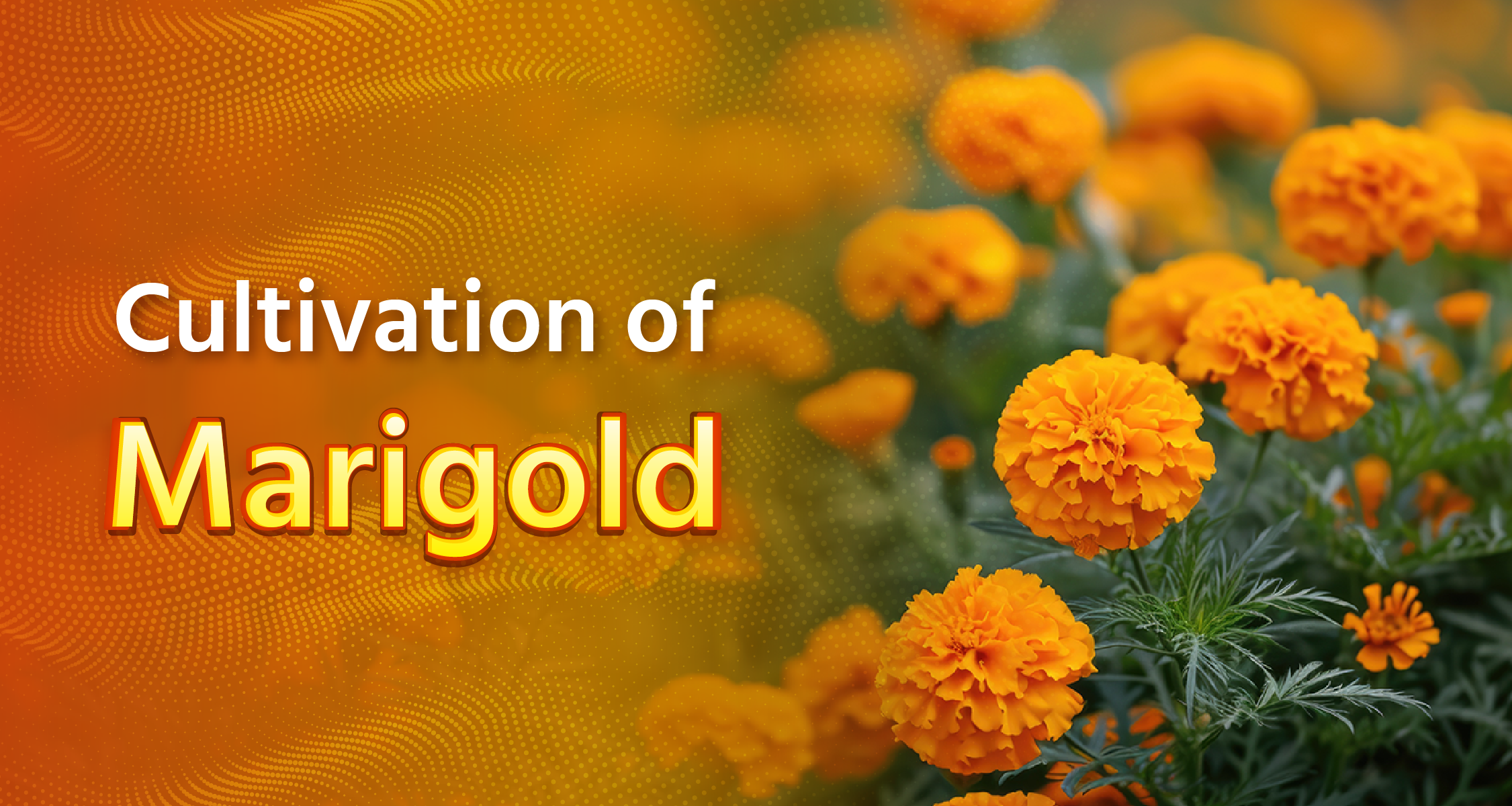 Cultivation of Marigold