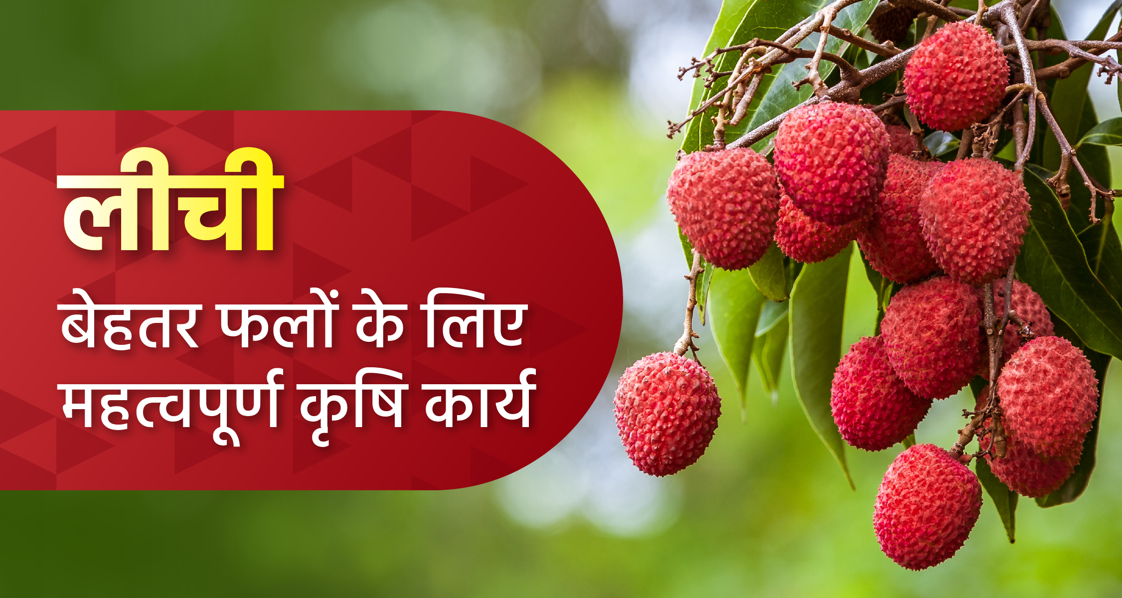 लीची: बेहतर फलों के लिए महत्वपूर्ण कृषि कार्य | Litchi: Important ...