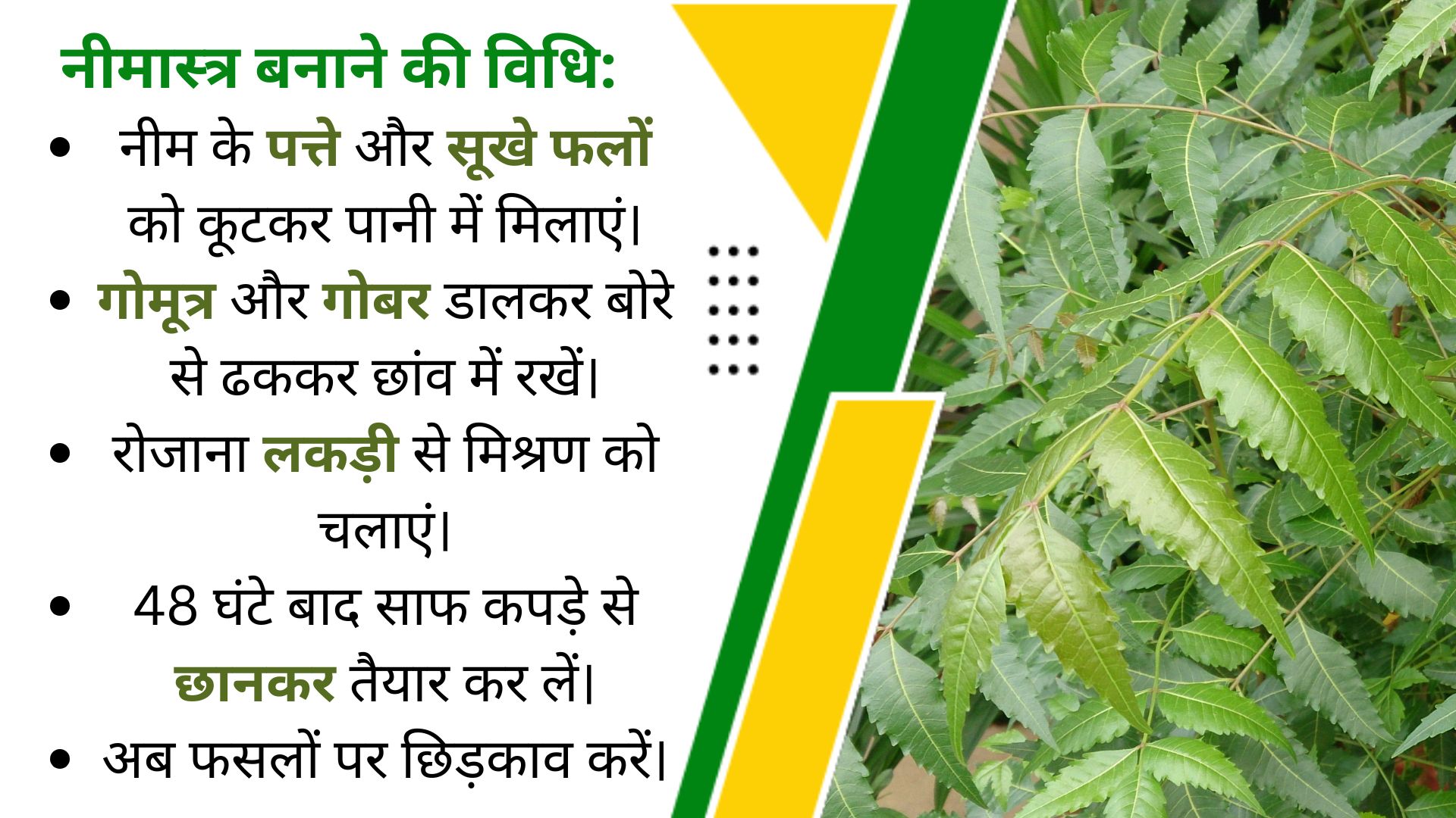 फसलों को कीटों से बचाने के लिए घर पर बनाएं 'नीमास्त्र' (Make 'Nimastra ...