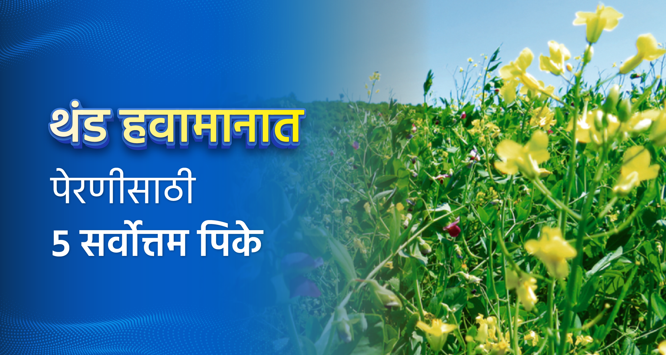 थंड हवामानात पेरणीसाठी 5 सर्वोत्तम पिके (5 Best Crops for Winter Season)