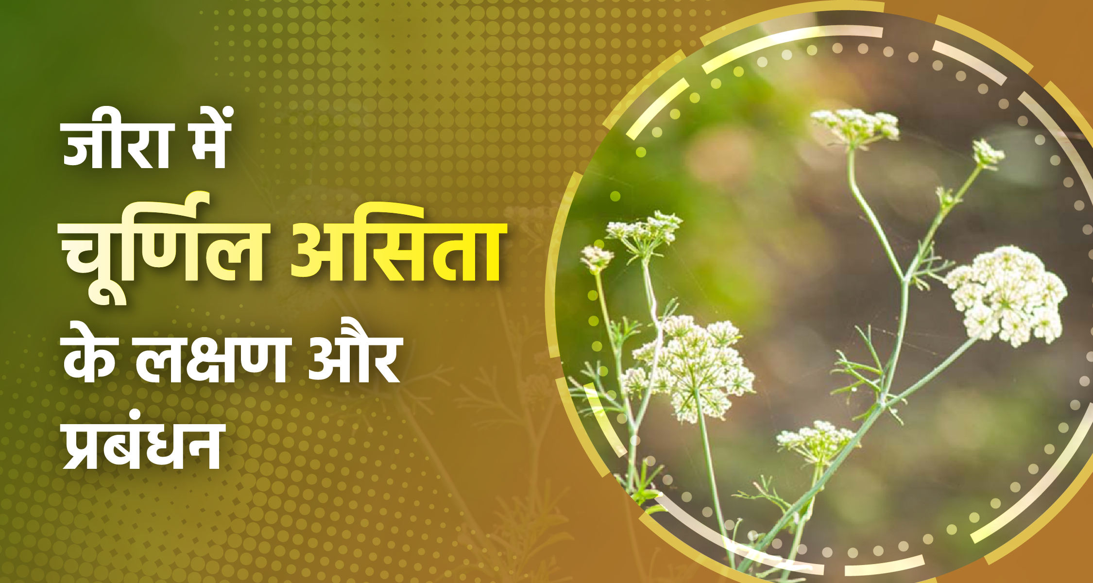 जीरा: चूर्णिल आसिता रोग के लक्षण एवं प्रबंधन | Cumin: Symptoms and ...