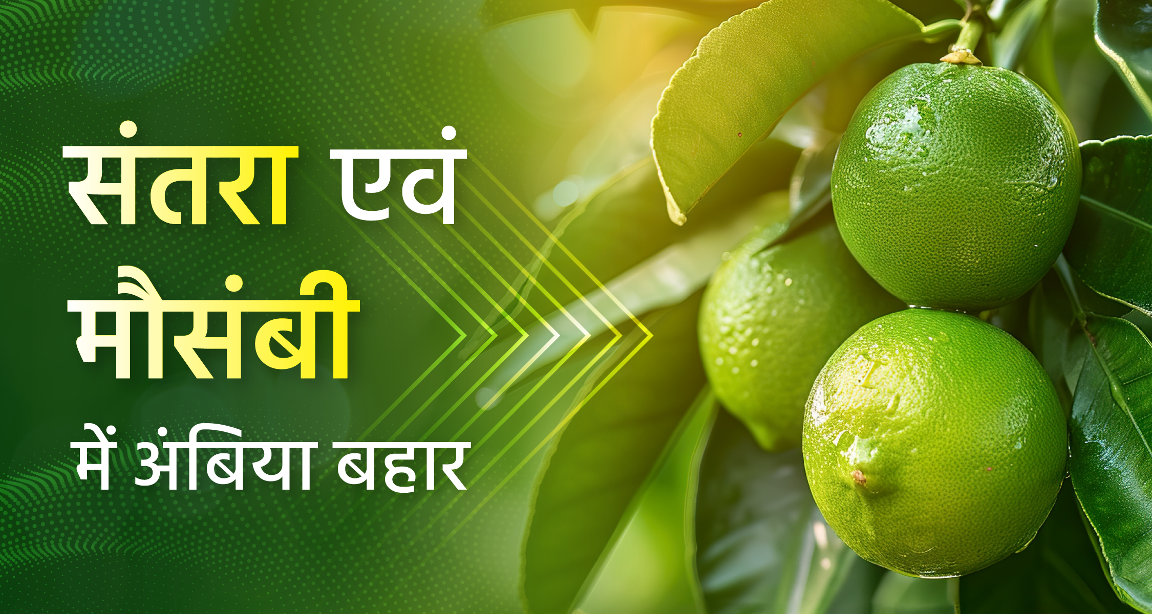 संतरा और मौसंबी में अंबिया बहार | Ambia Bahar in Orange and Sweet Lime