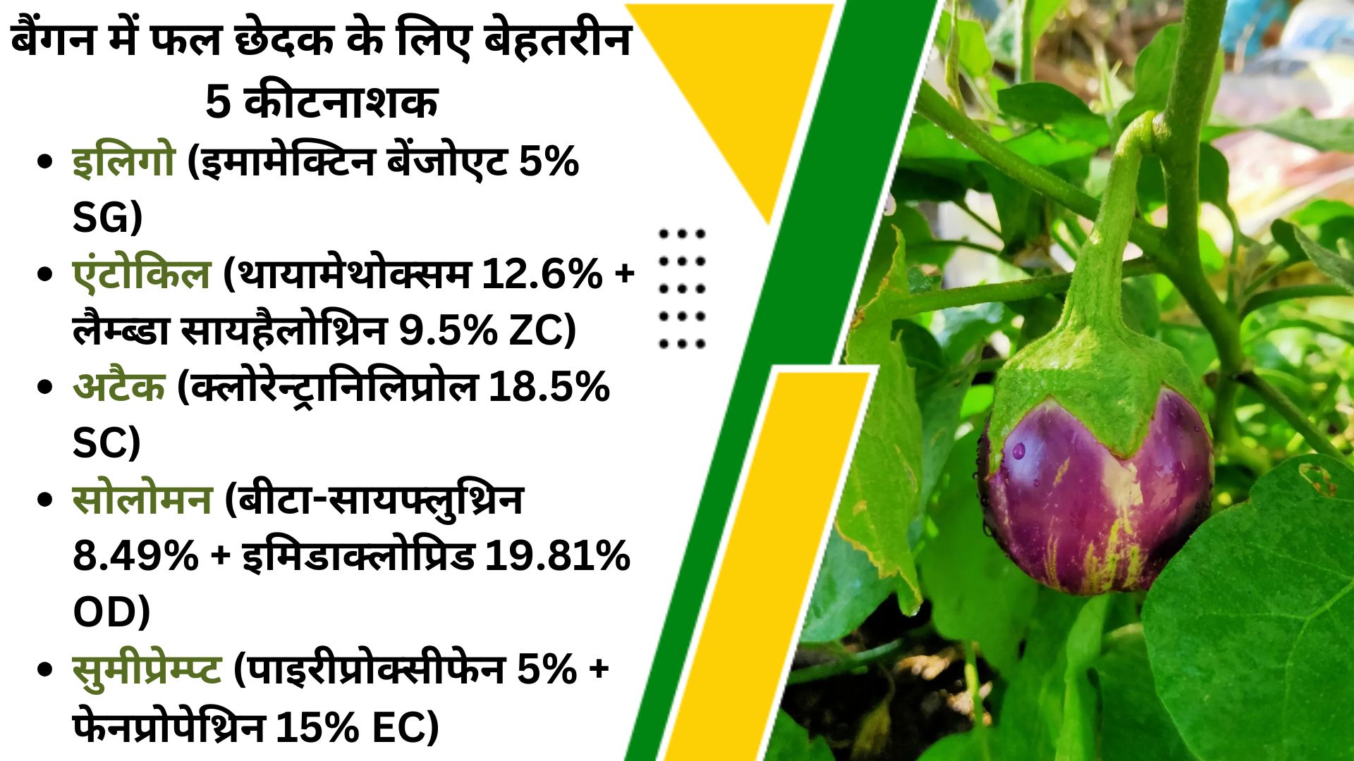 बैंगन में फल छेदक के लिए बेहतरीन 5 कीटनाशक (Best Insecticides for ...