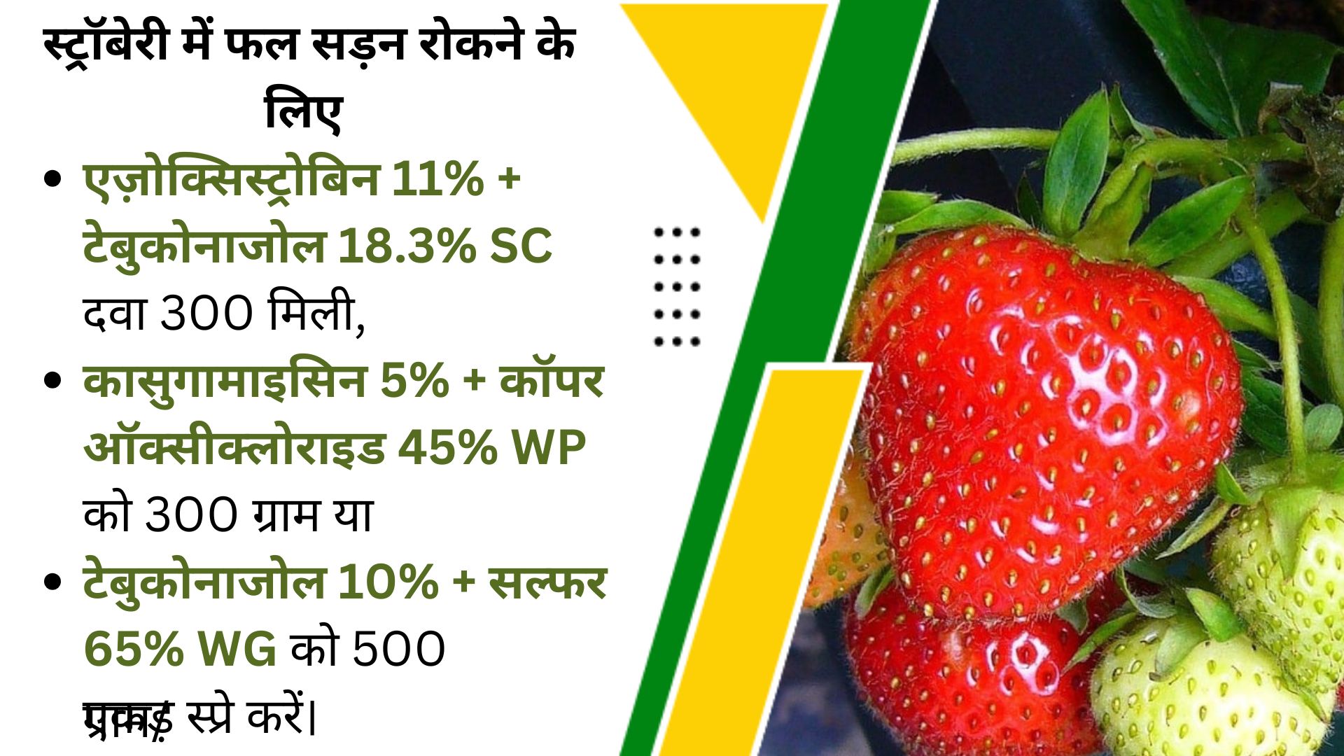 स्ट्रॉबेरी में फल सड़न प्रबंधन (Fruit rot management in strawberry)
