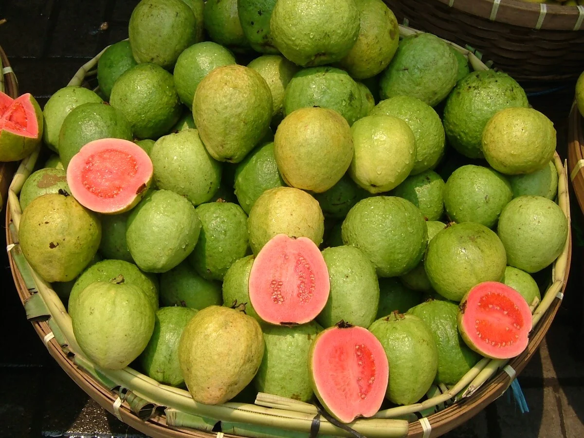 पिंक ताइवानी अमरूद की खेती (Pink Taiwan Guava Farming)