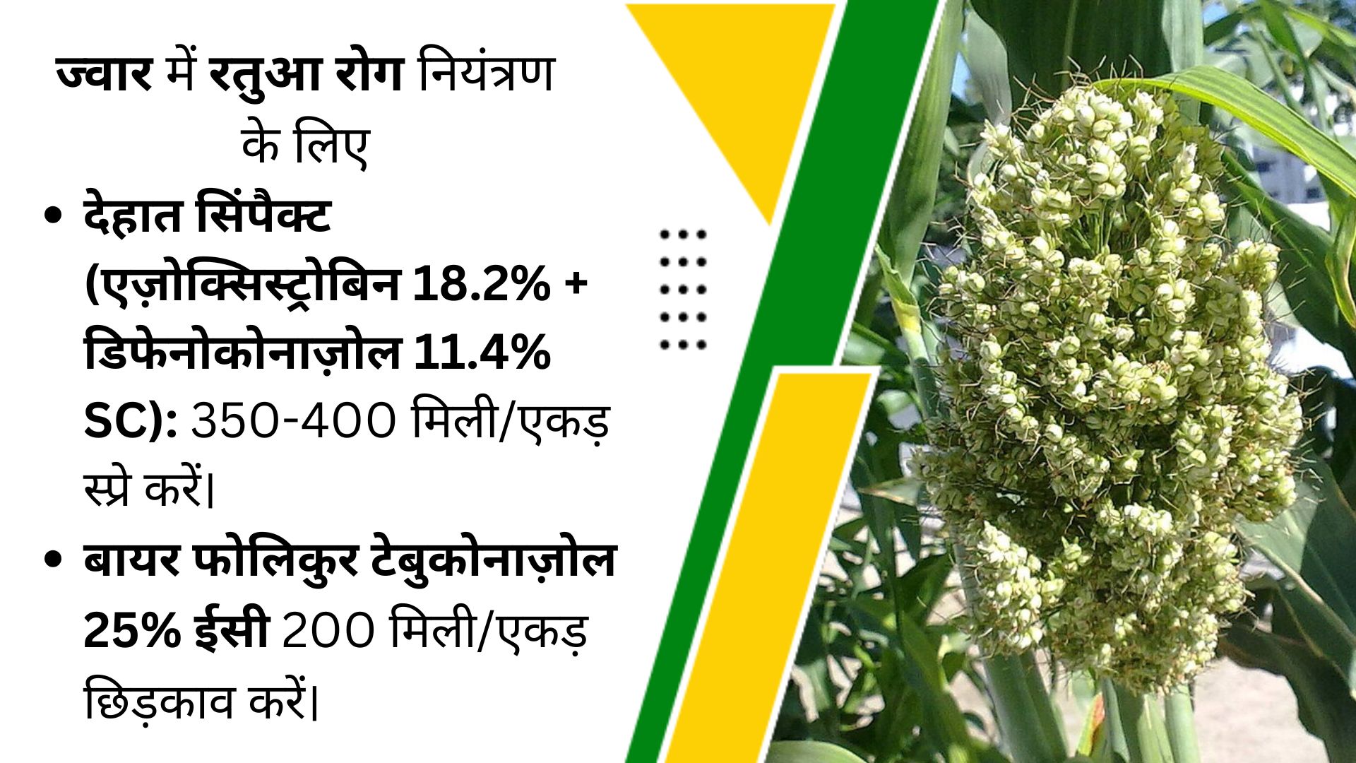 ज्वार में रतुआ रोग प्रबंधन (Rust management in Sorghum)